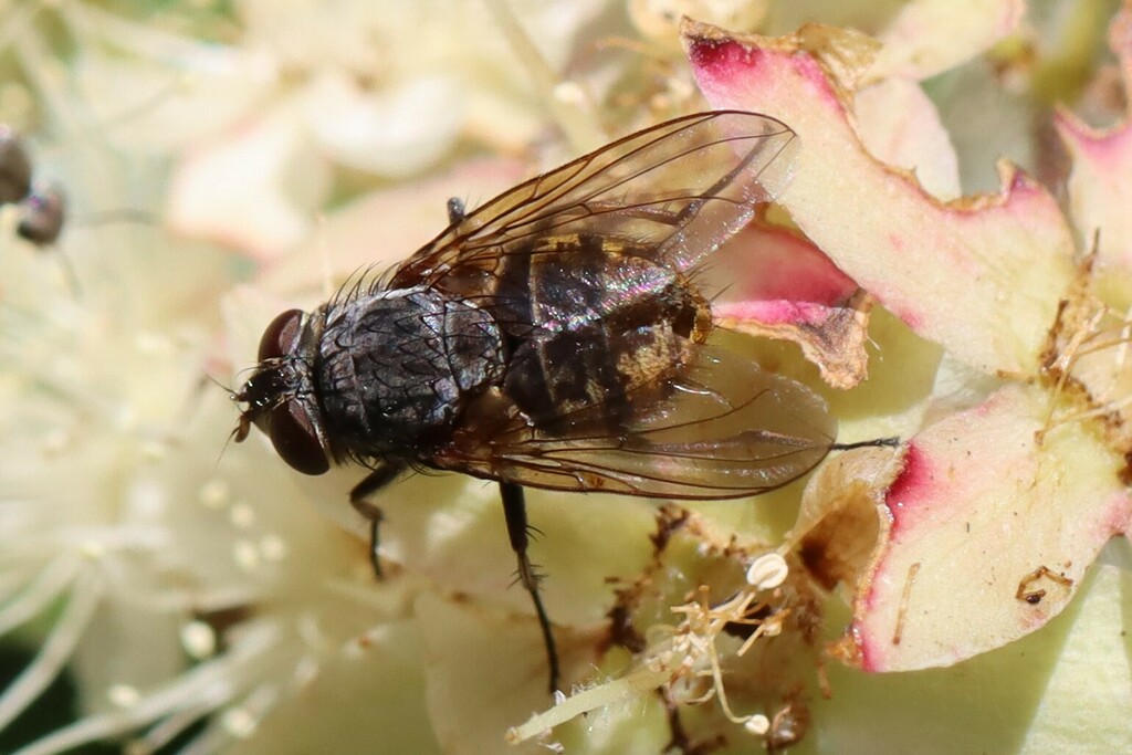 Bot Flies, Blow Flies, and Allies from Blue Mountains Nat'l Park NSW ...