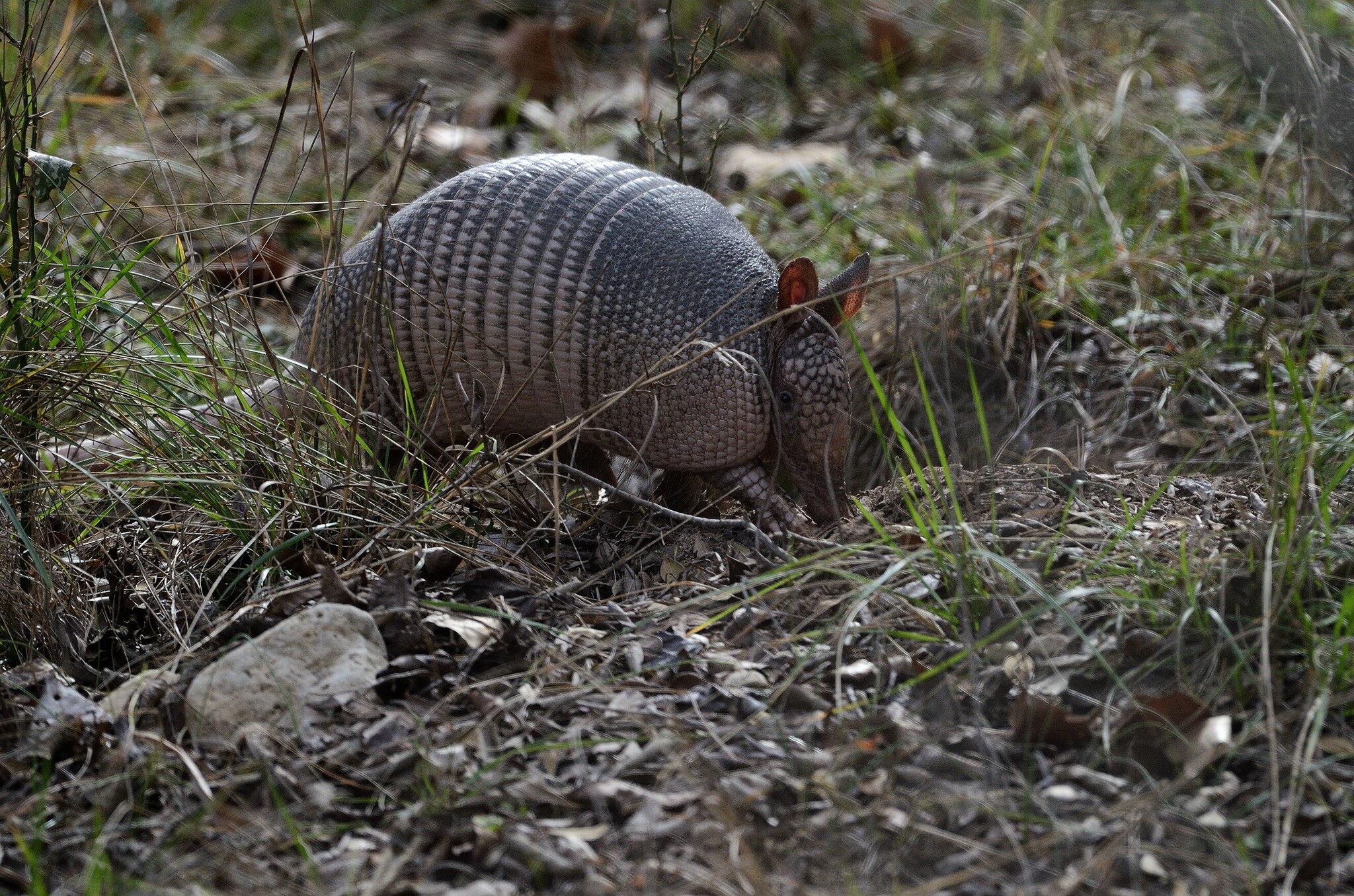 Dasypus novemcinctus Linnaeus, 1758