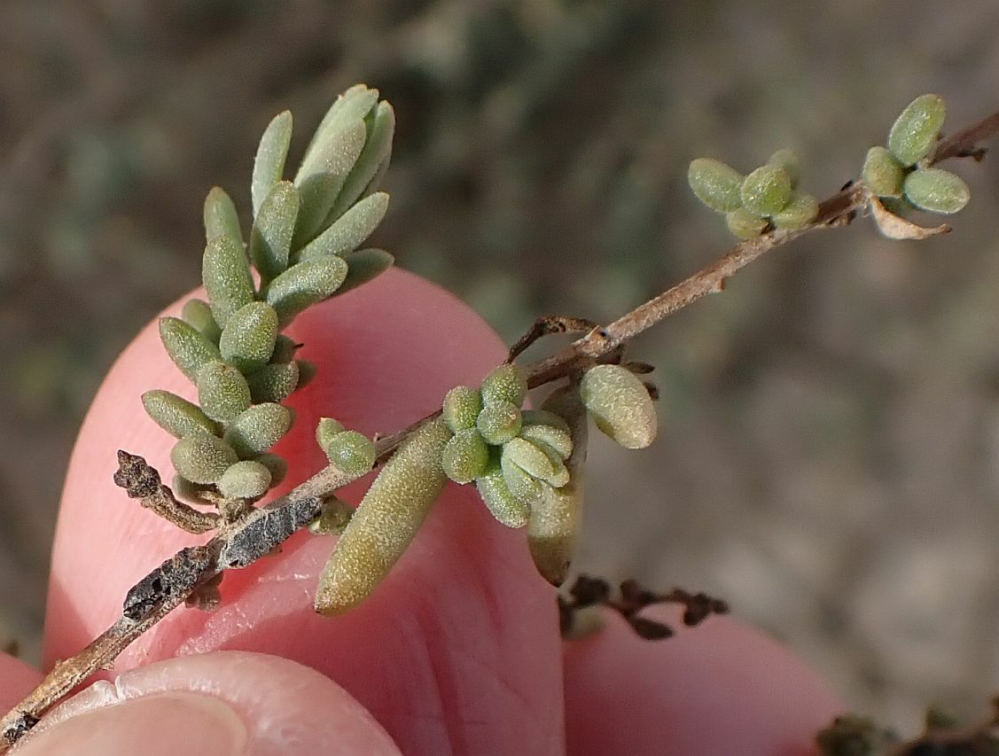 Suaeda nigra (Raf.) J.F.Macbr.