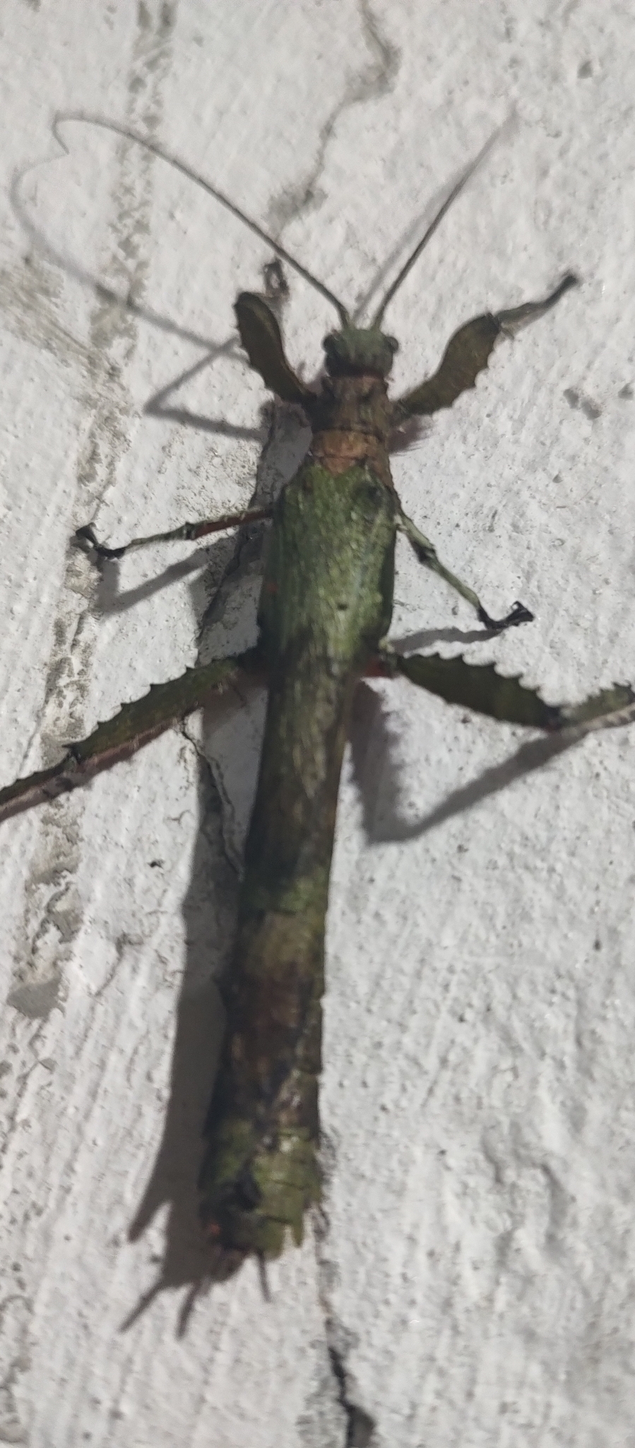 Prisopus Peletier de Saint Fargeau & Audinet-Serville, 1828