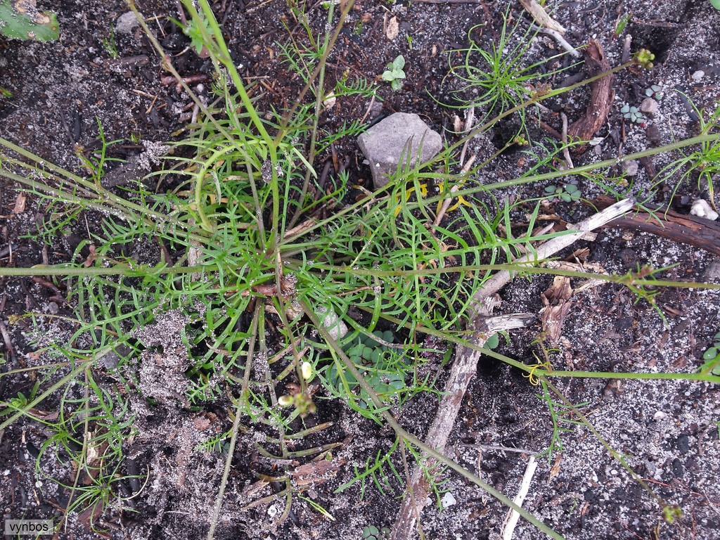 Heliophila diffusa (Plants of the Tygerberg Nature Reserve) · iNaturalist