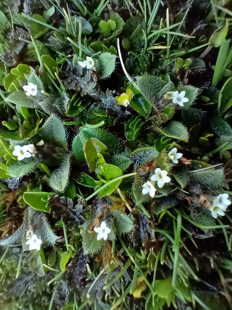 Myosotis antarctica antarctica in January 2023 by John Barkla. Rare, in ...