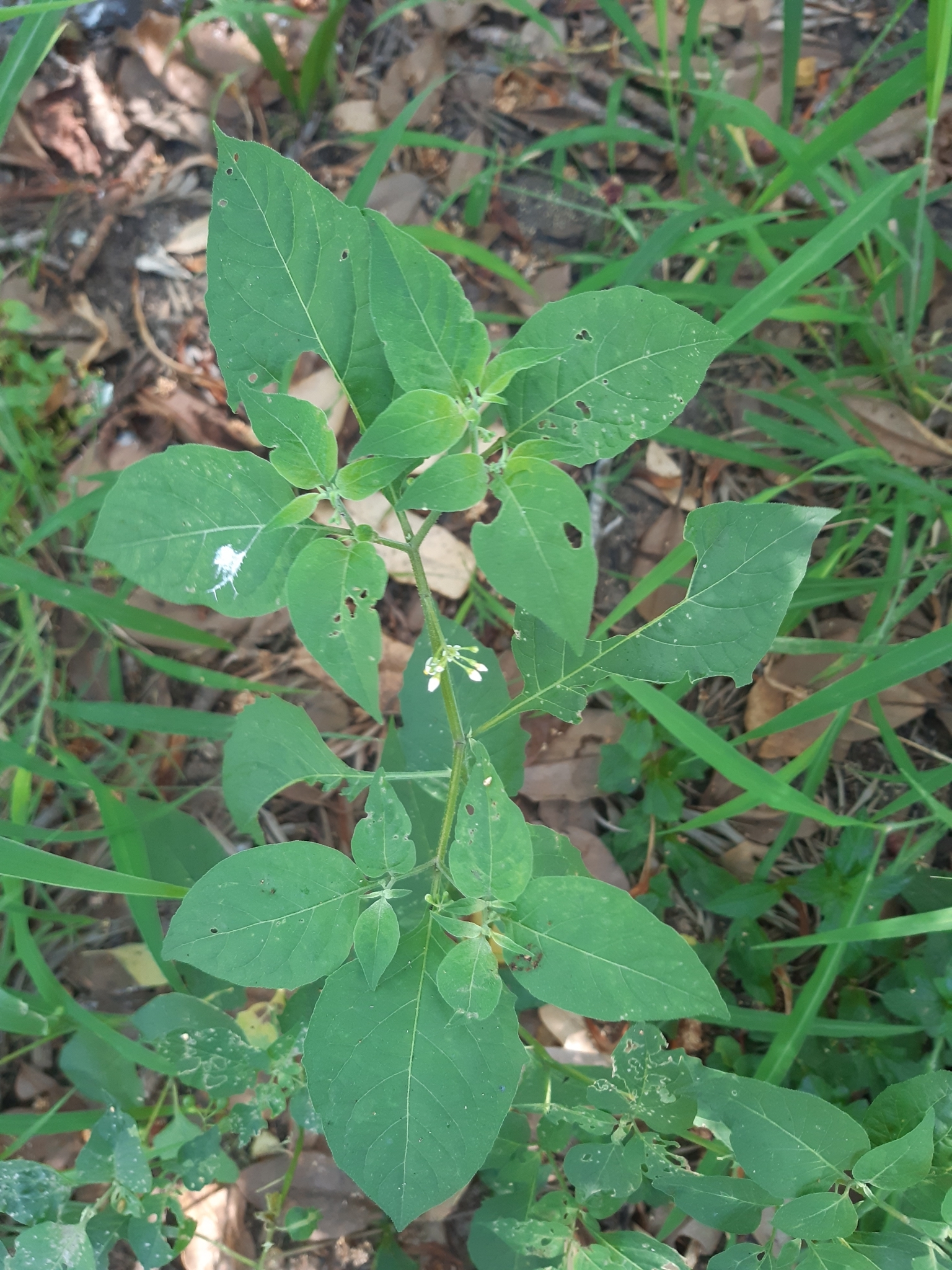 Solanum americanum Mill.