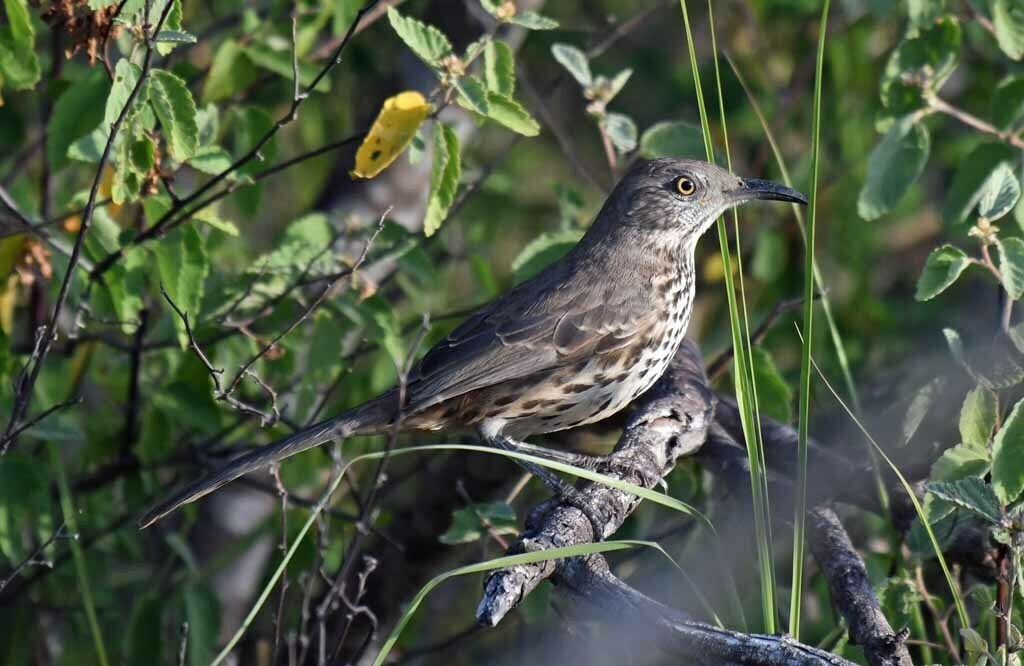 Gray Thrasher from Los Cabos, BCS, Mexico on October 25, 2022 at 09:47 ...