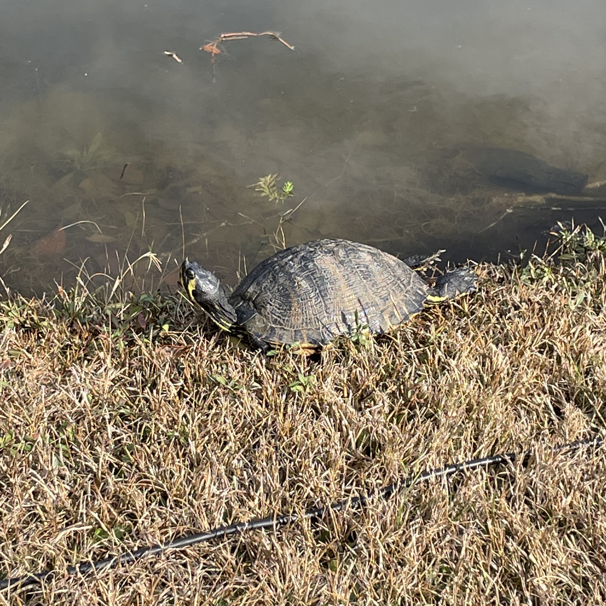 Trachemys scripta scripta