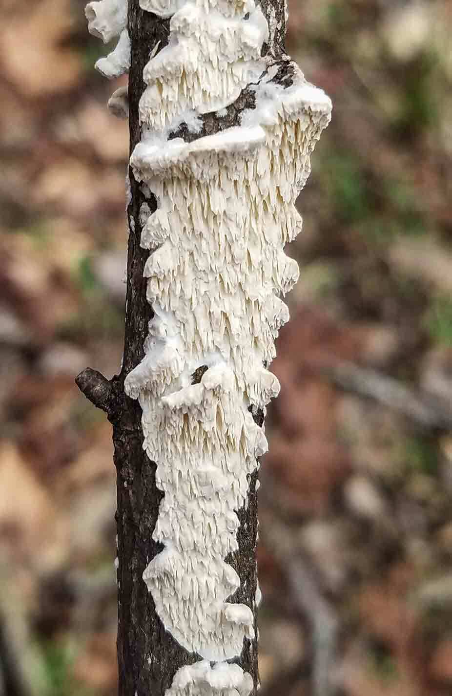 Irpex lacteus (Fr.) Fr.