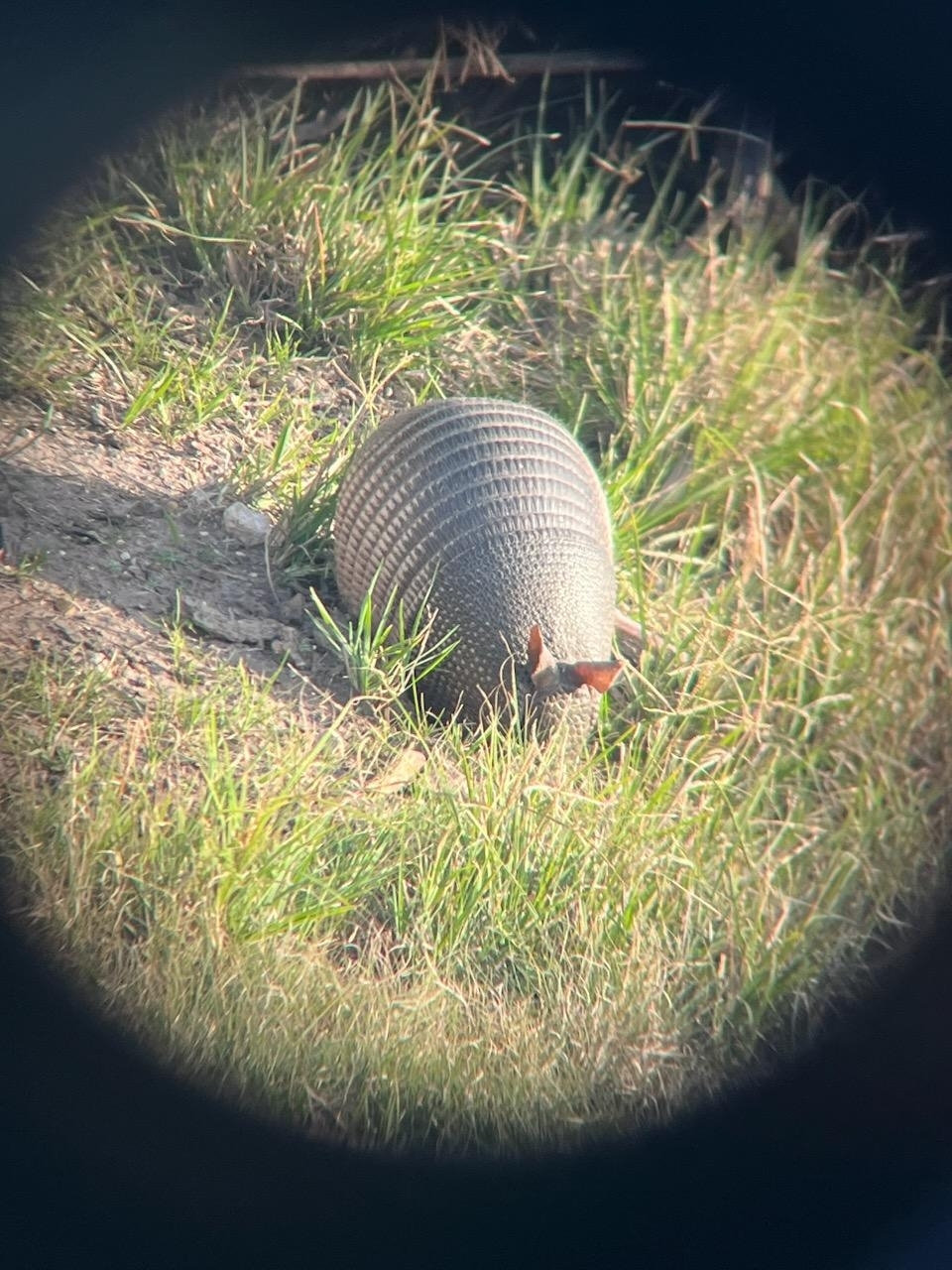 Dasypus novemcinctus Linnaeus, 1758