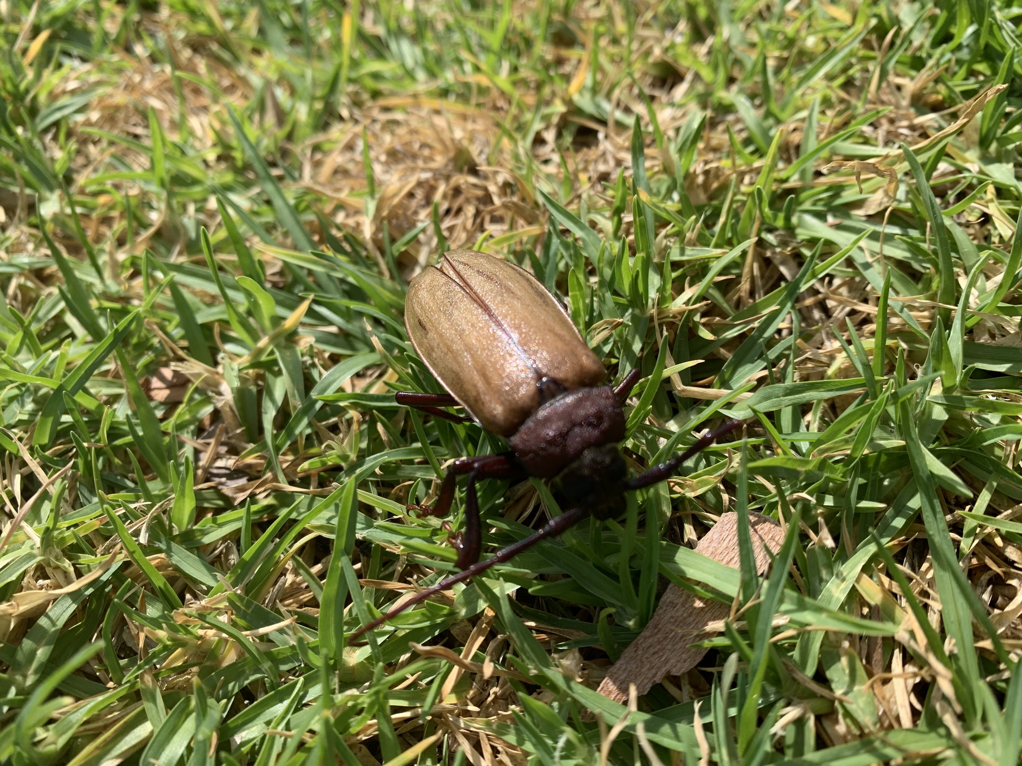 Agrianome spinicollis (MacLeay, 1826)