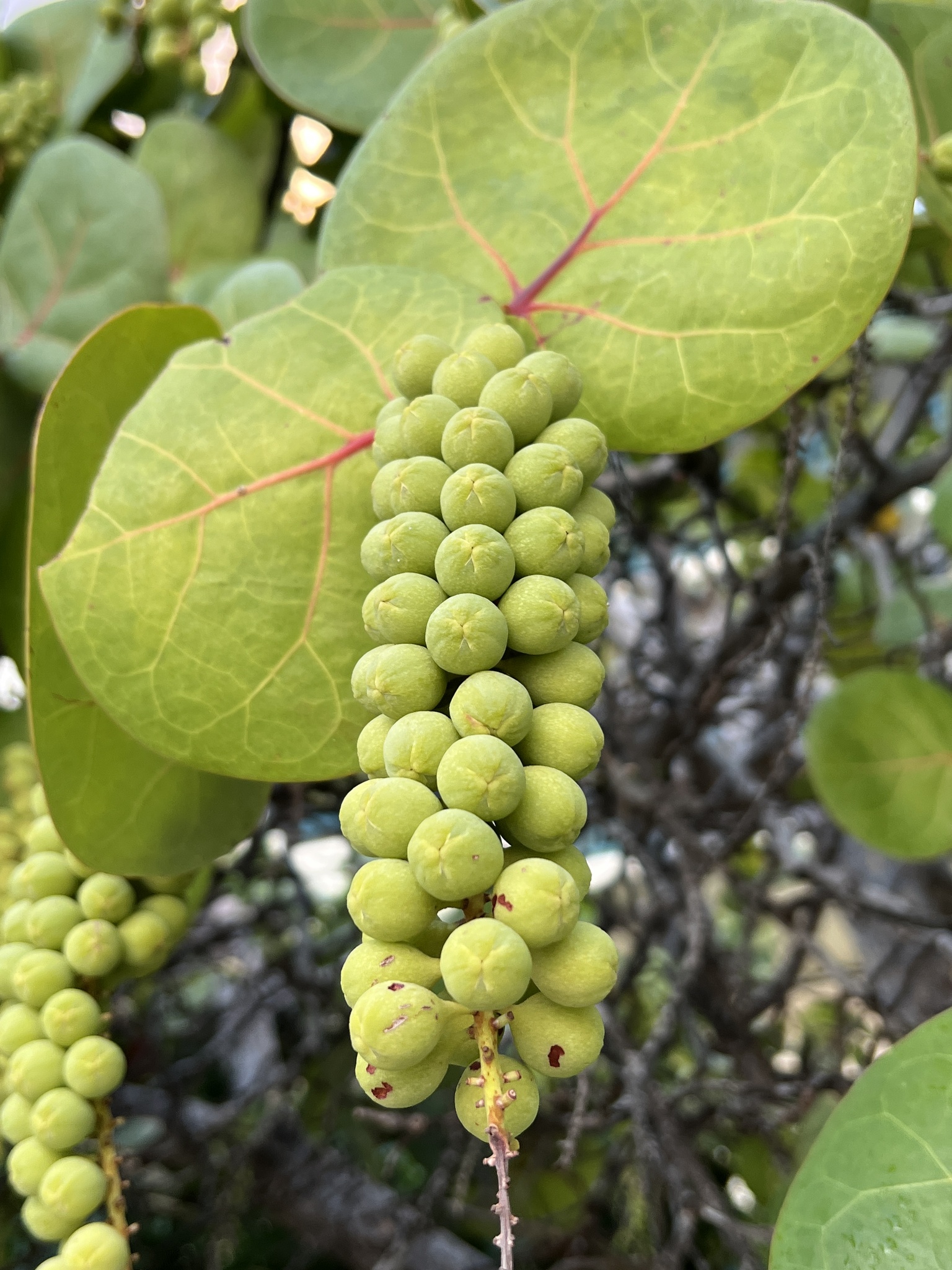 Coccoloba uvifera (L.) L.