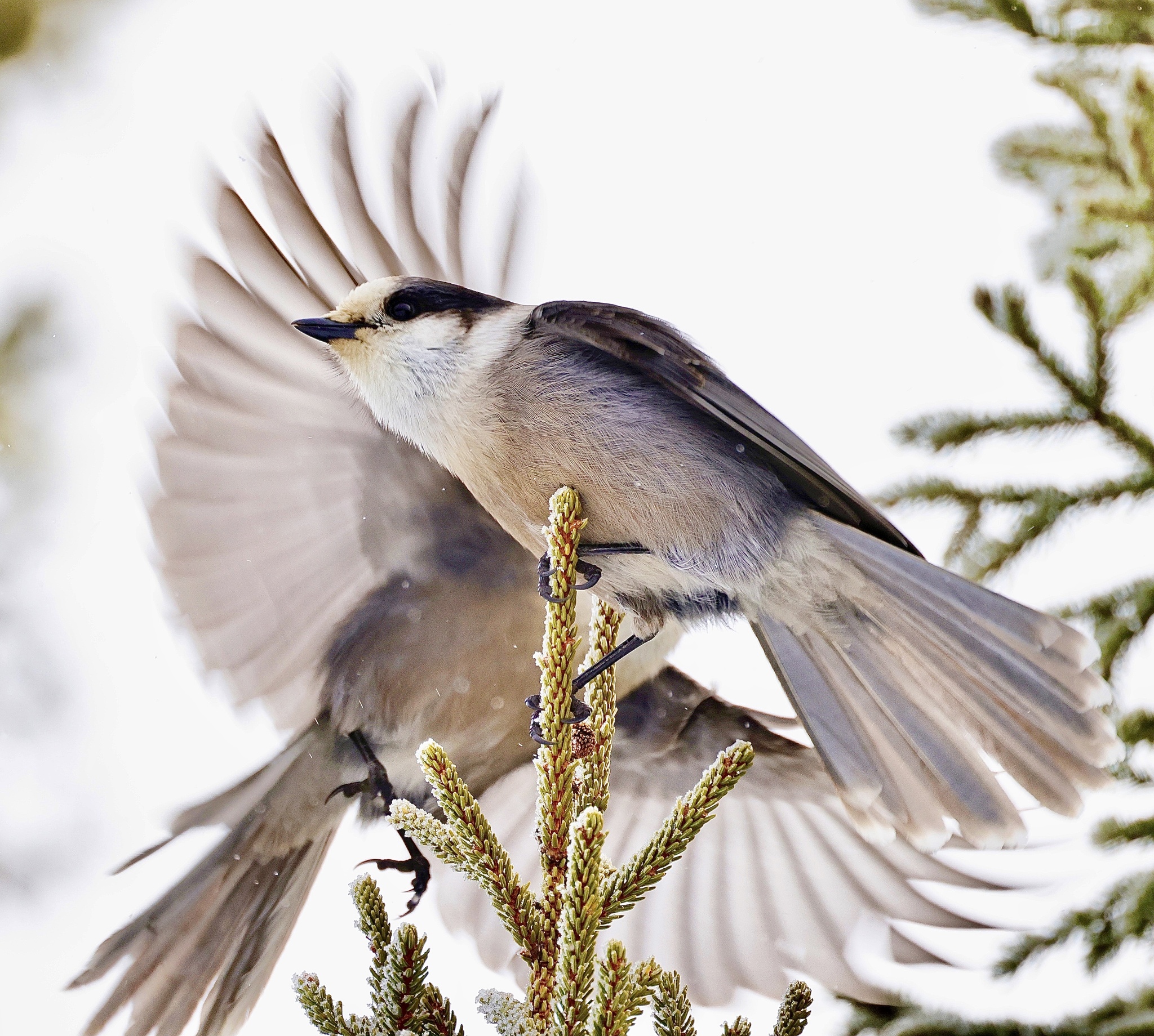 Perisoreus canadensis (Linnaeus, 1766)