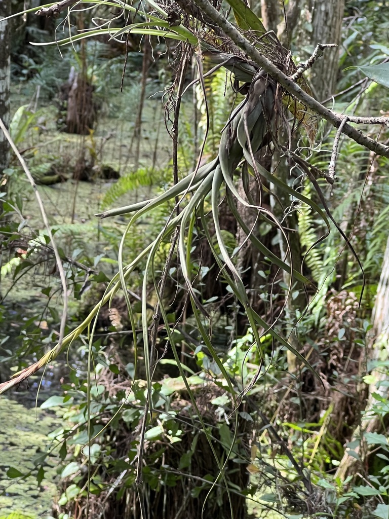 Balbis' airplant in January 2023 by James K. Wetterer · iNaturalist