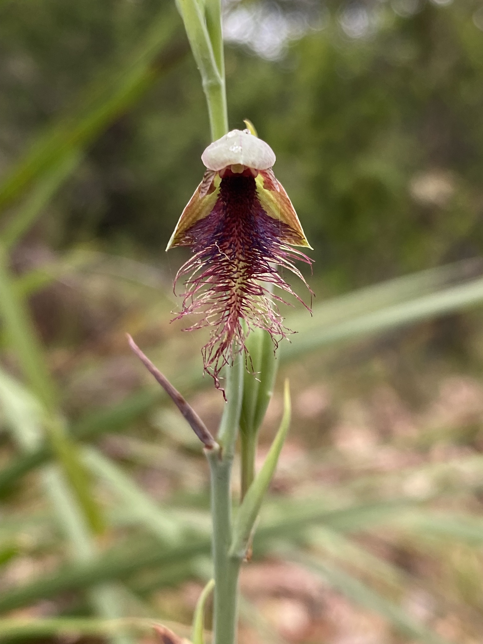 Calochilus R.Br.