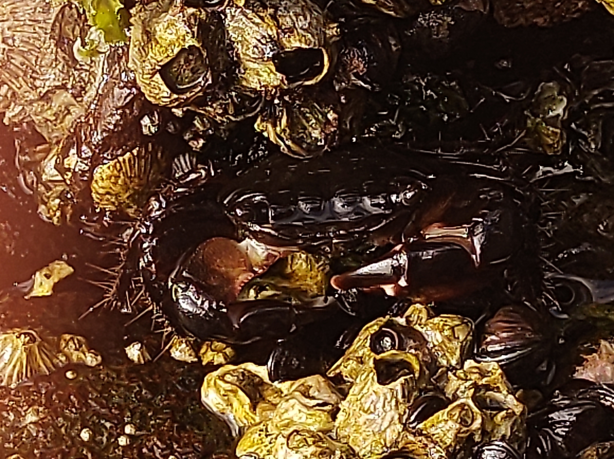 Pachygrapsus transversus (Gibbes, 1850)