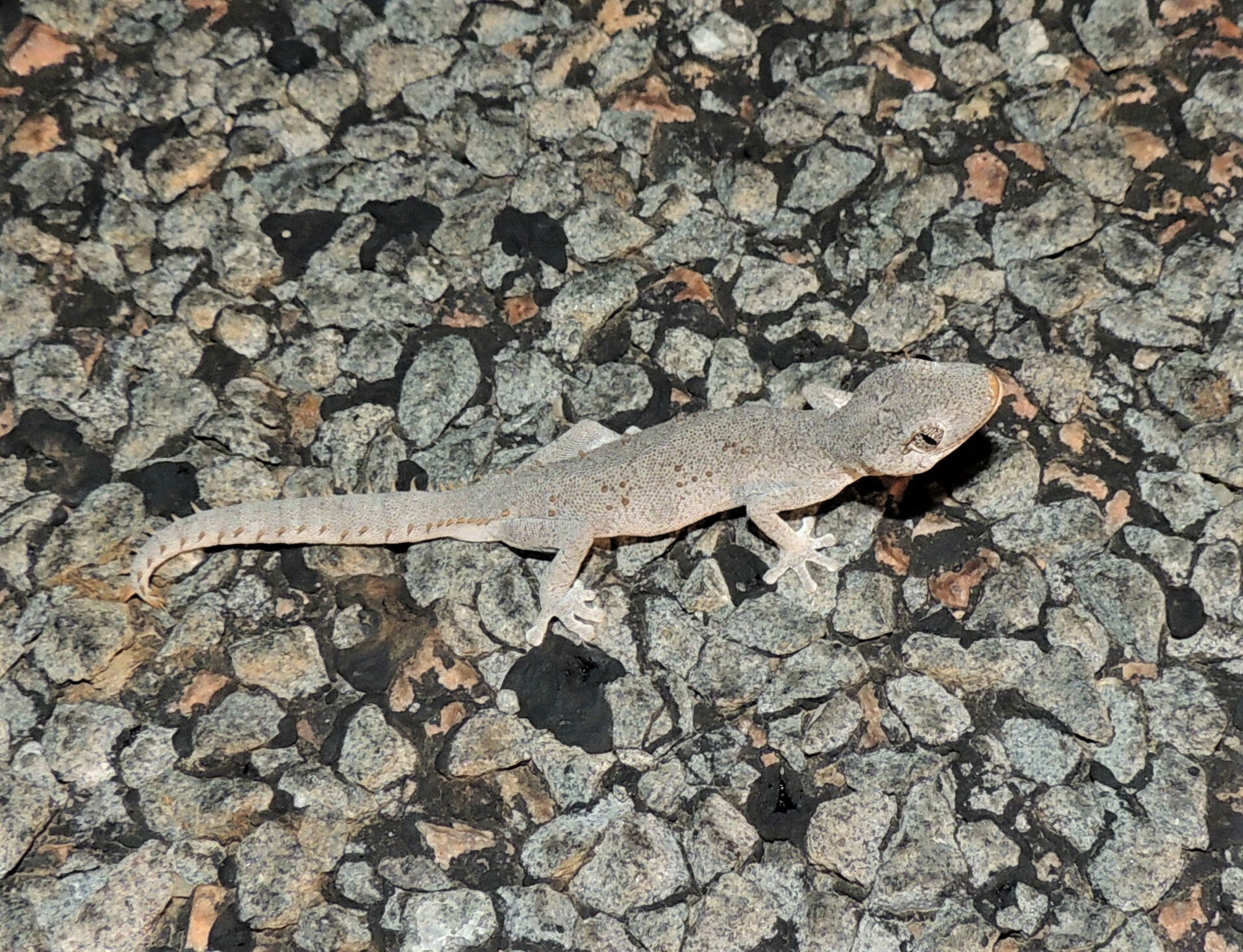 Diplodactylidae