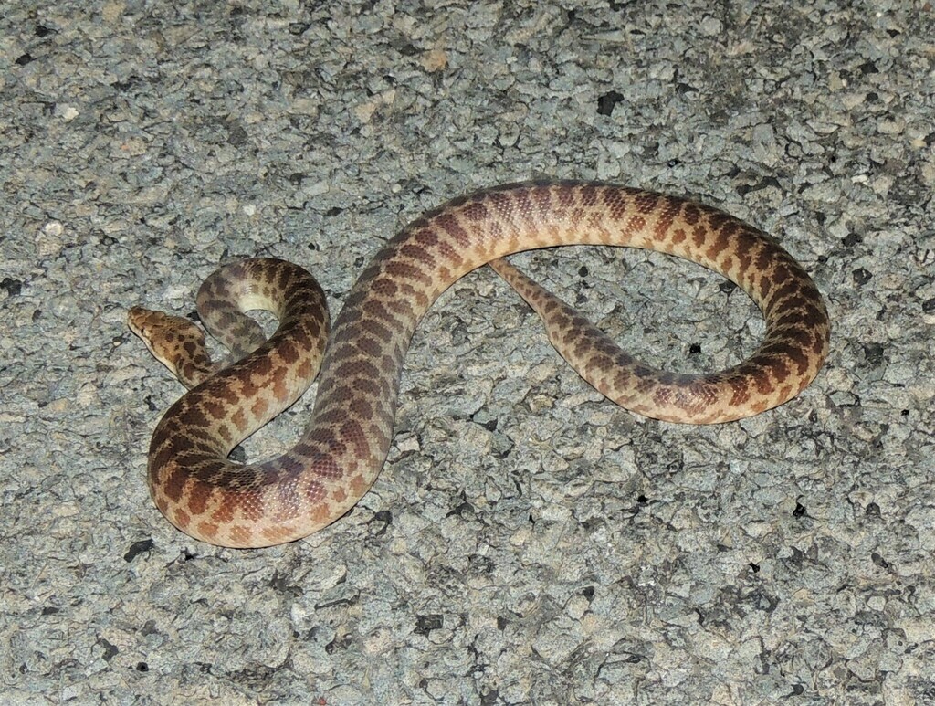 Children's Python from Hughenden QLD 4821, Australia on January 03 ...