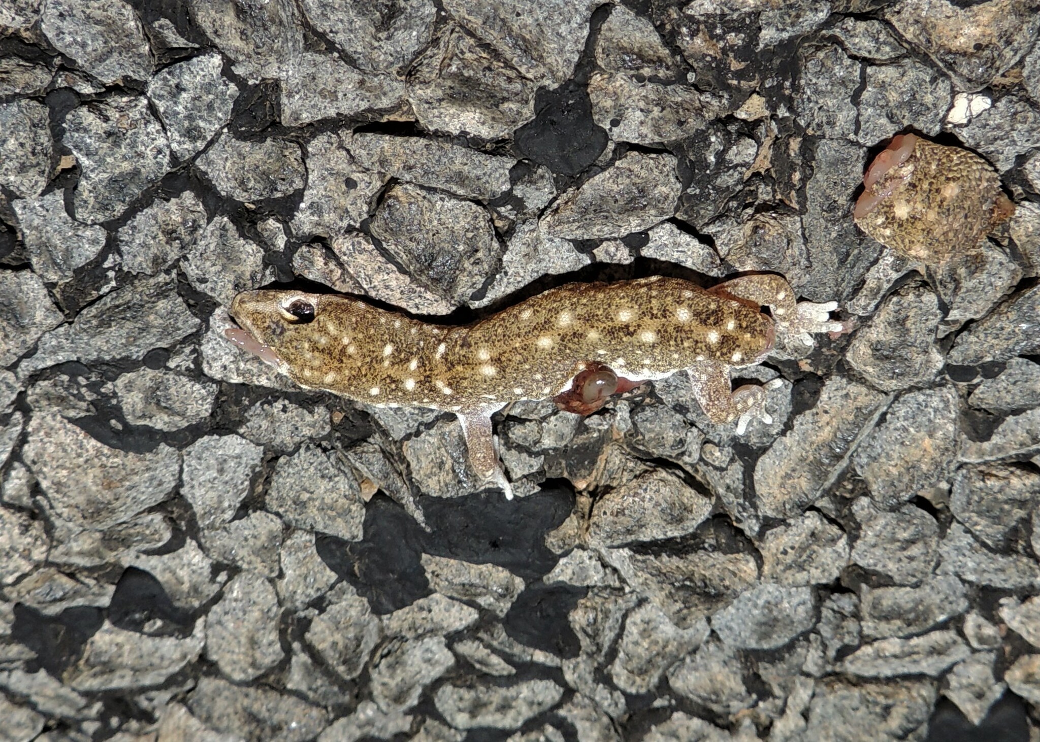 Diplodactylidae