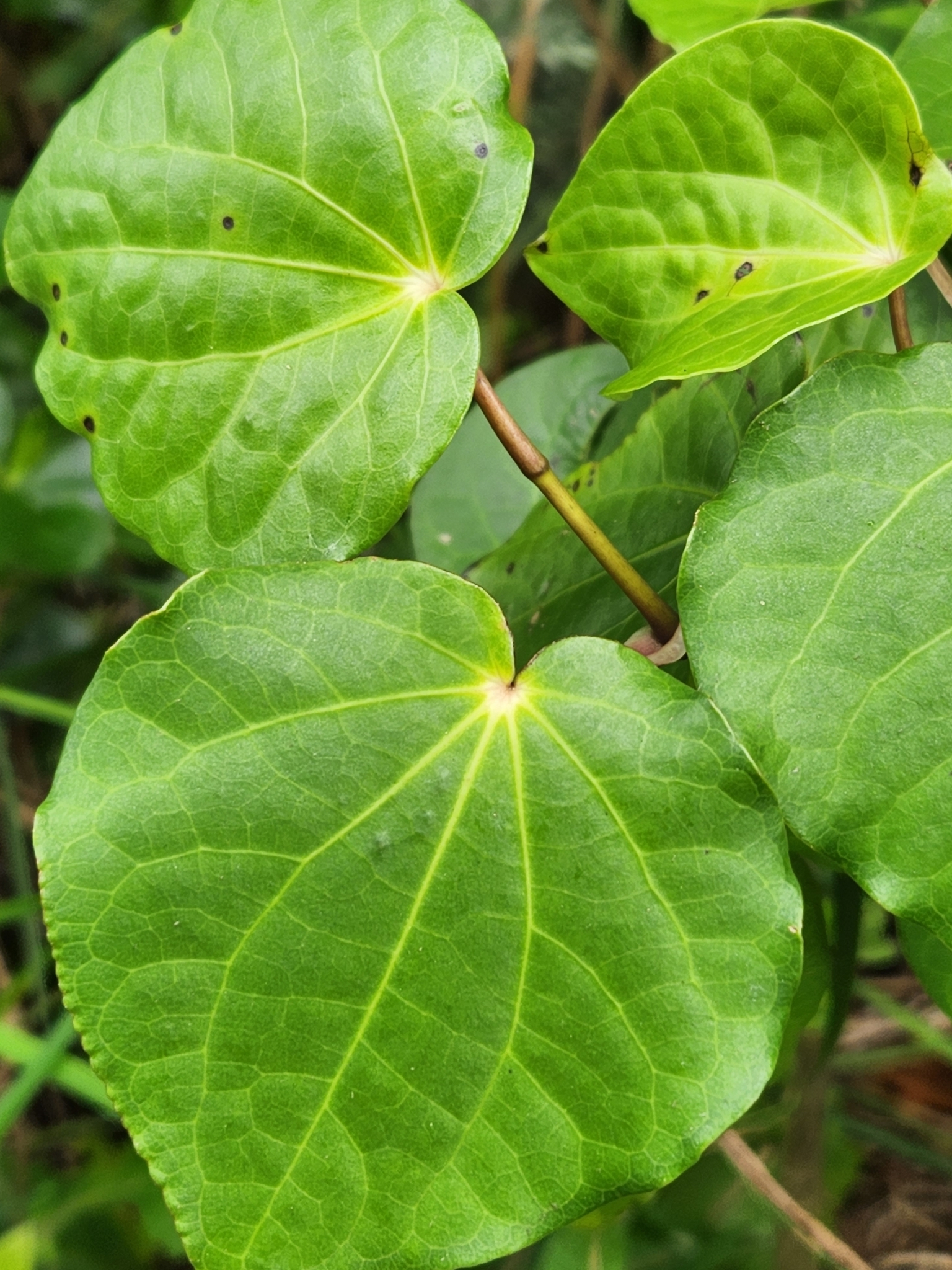 Piperaceae