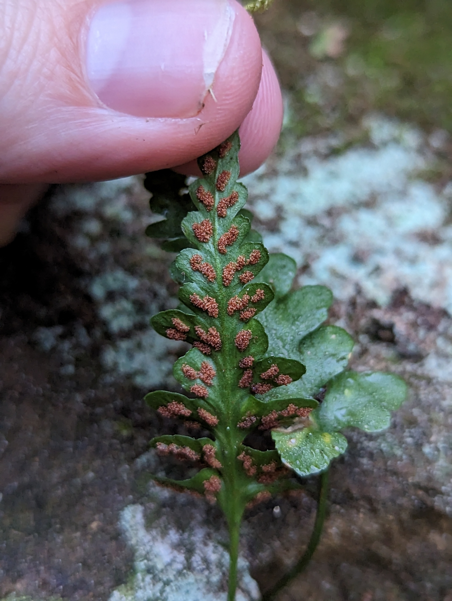 Asplenium pinnatifidum Nutt.