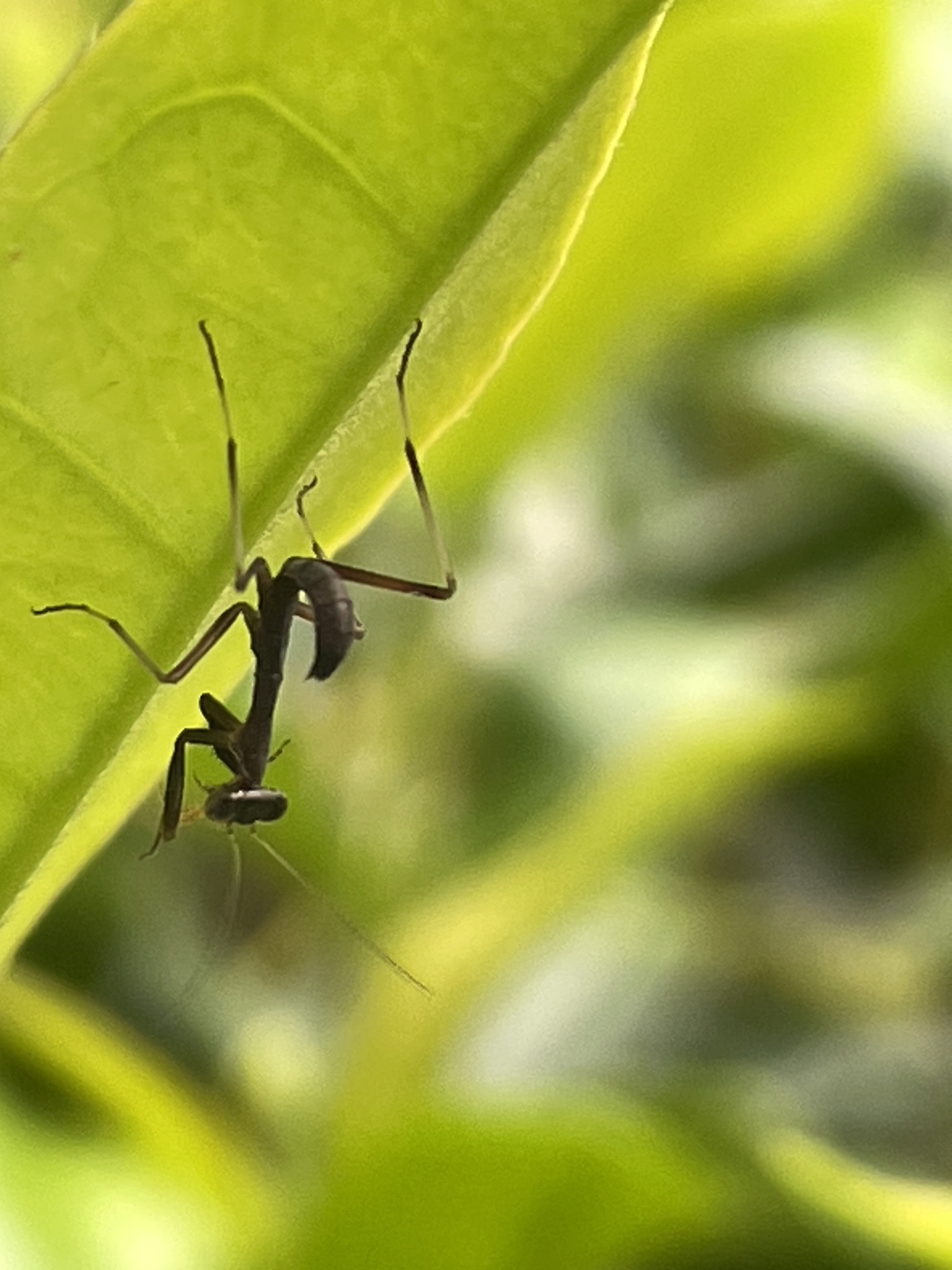 Mantidae