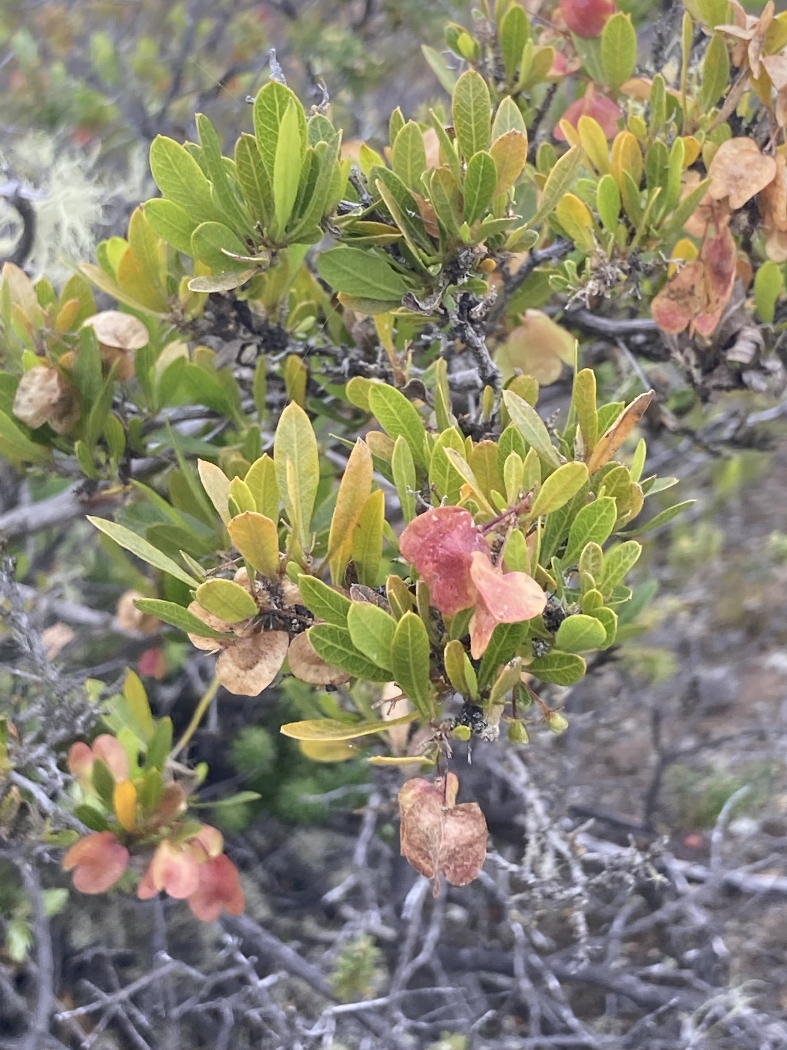 Dodonaea viscosa (L.) Jacq.