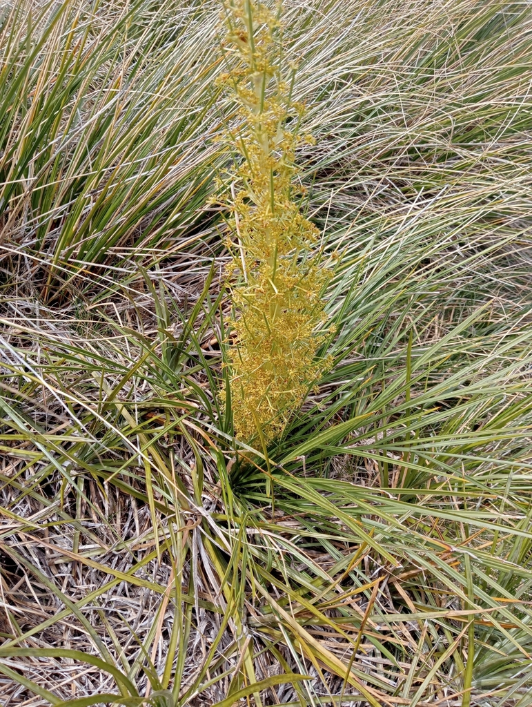 Aciphylla crenulata from 7999, New Zealand on January 02, 2023 at 01:30 ...
