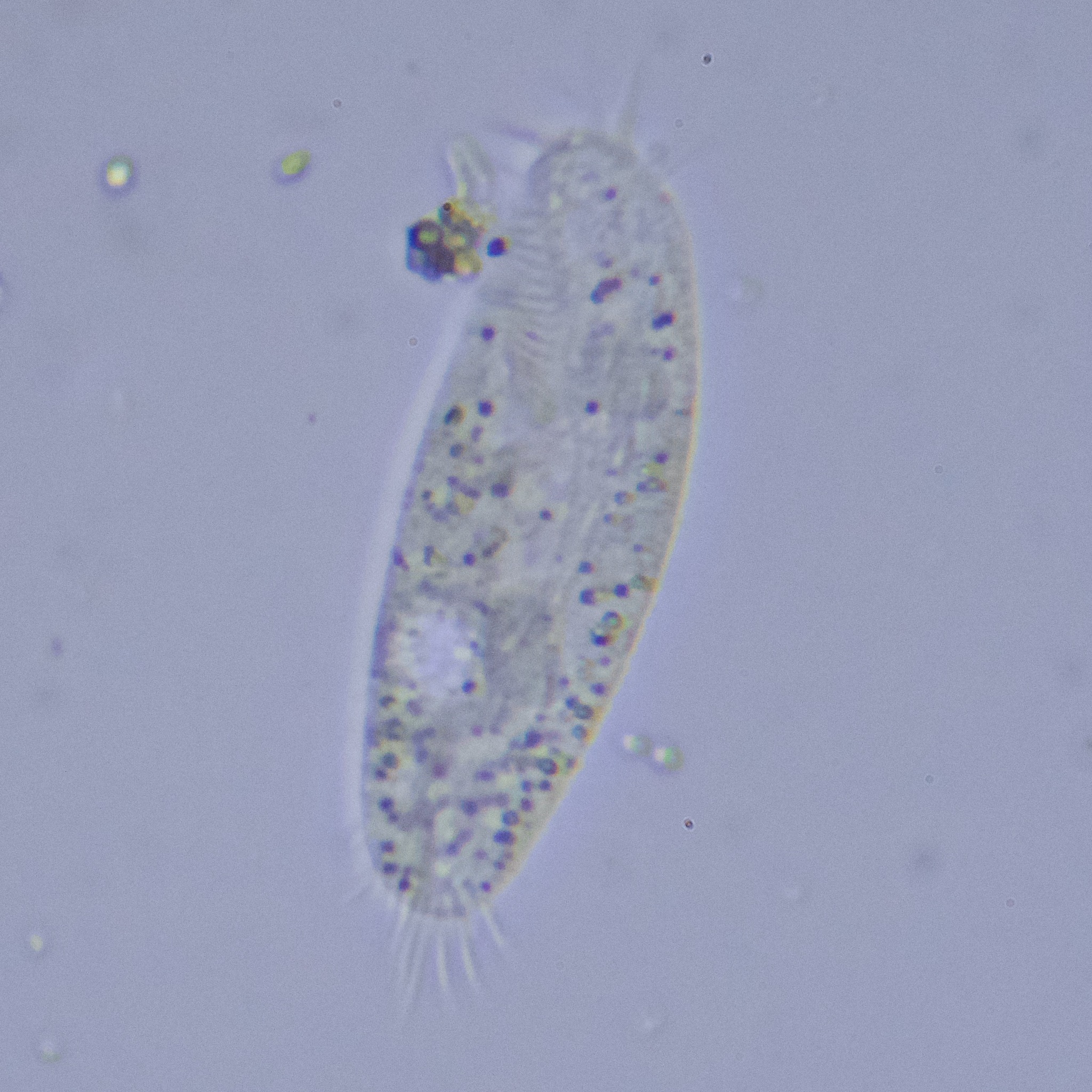 Ciliophora