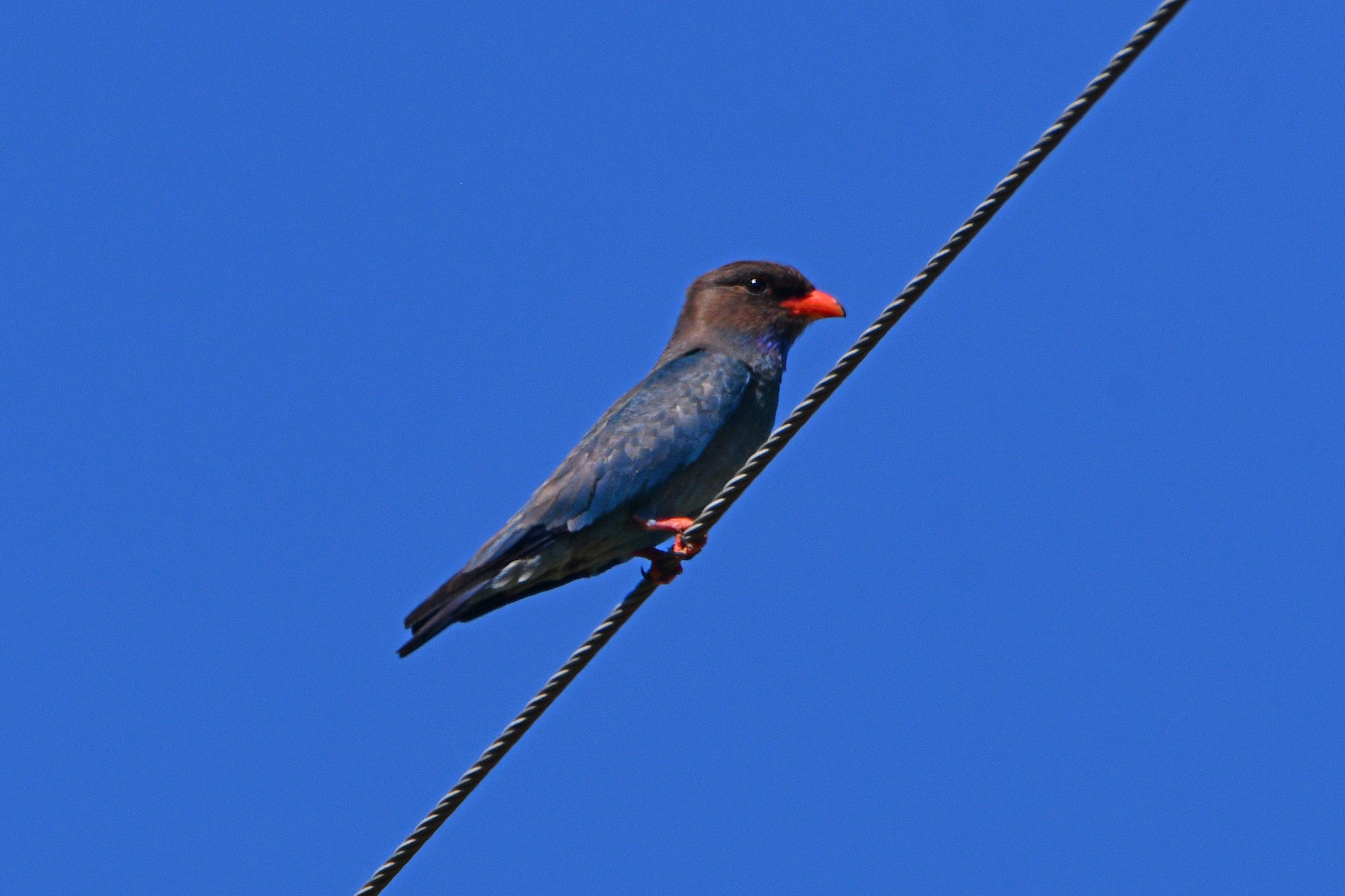 Eurystomus orientalis (Linnaeus, 1766)