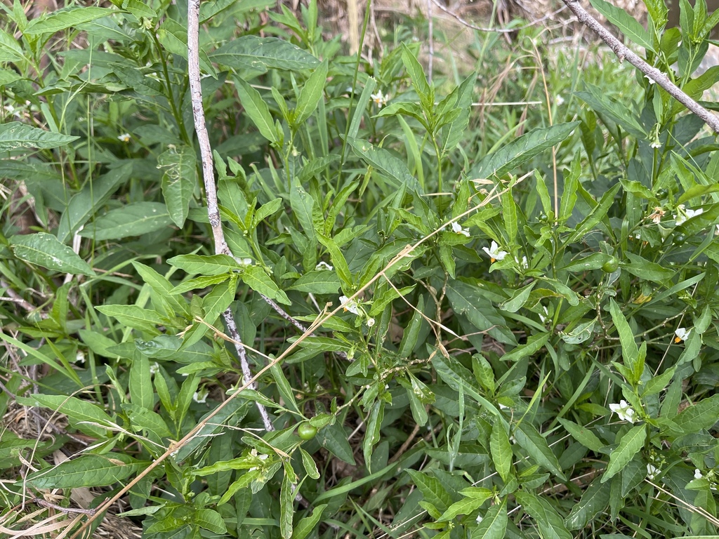 Jerusalem cherry from Jacksons Creek Ward, Bulla, VIC, AU on January 4 ...