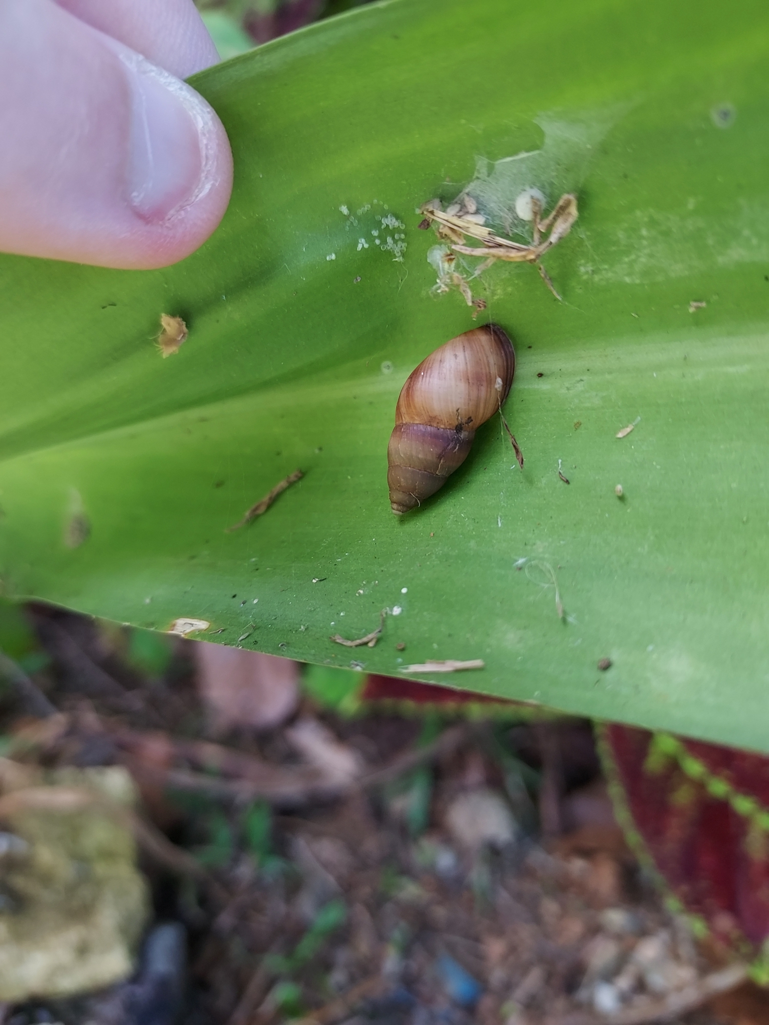 Bulimulus guadalupensis (Bruguière, 1789)