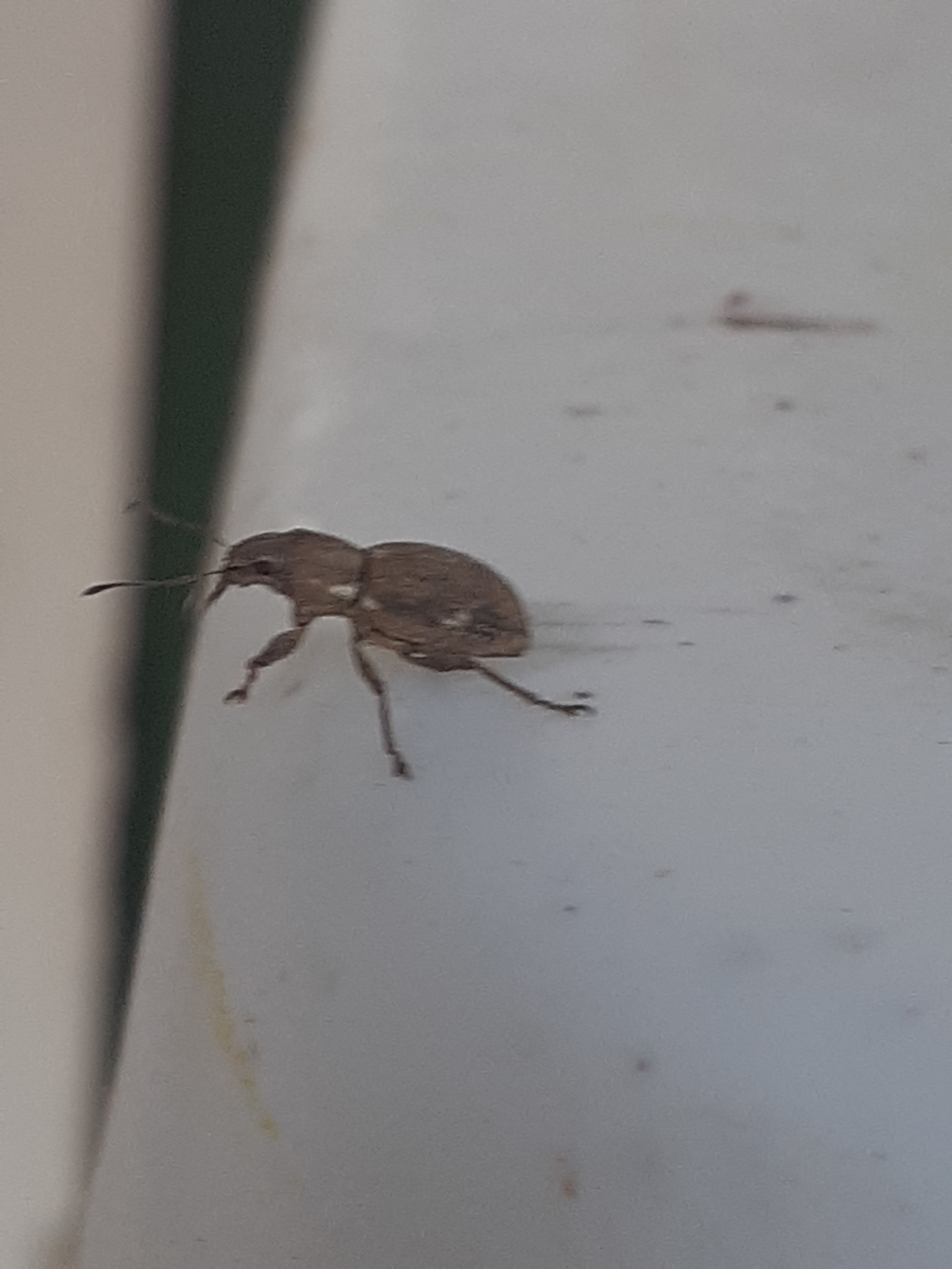 Pantomorus cervinus (Boheman, 1840)