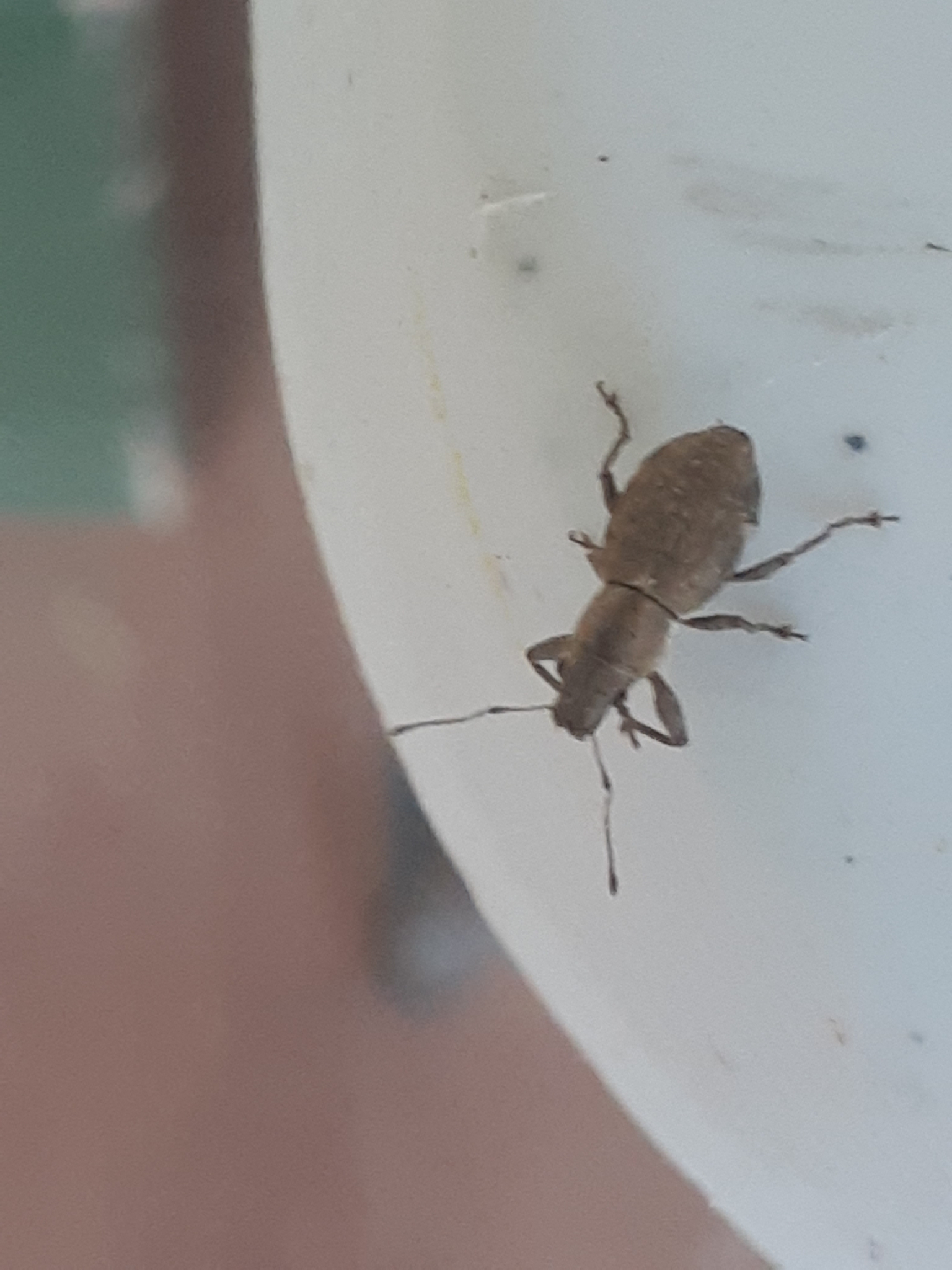 Pantomorus cervinus (Boheman, 1840)