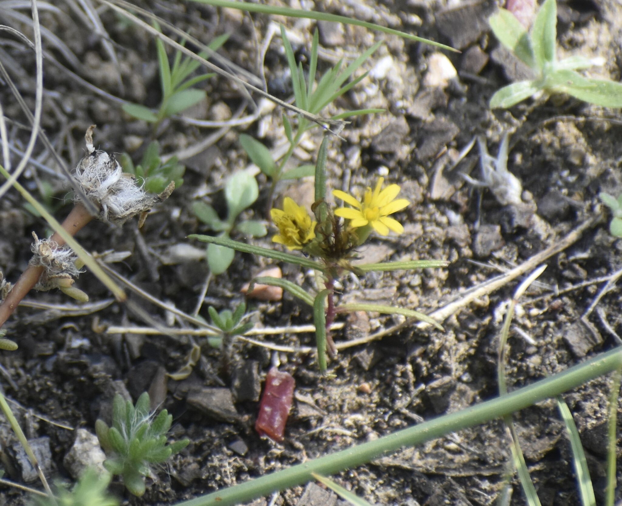 Pectis angustifolia Torr.