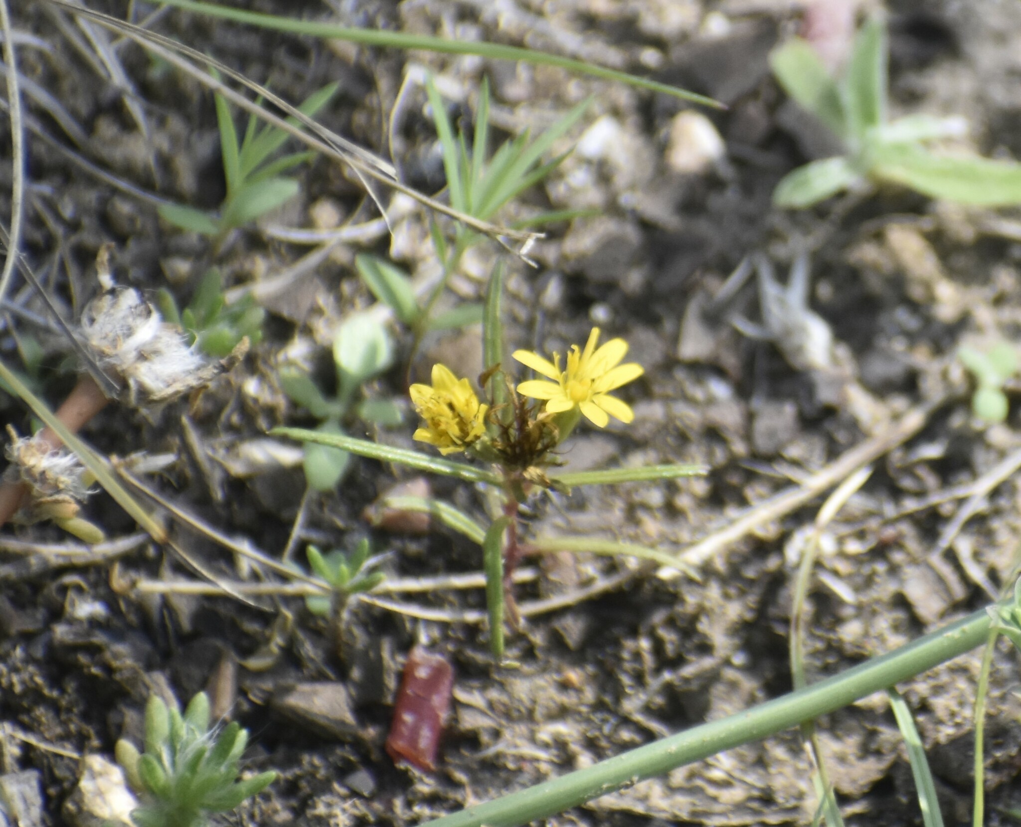 Pectis angustifolia Torr.