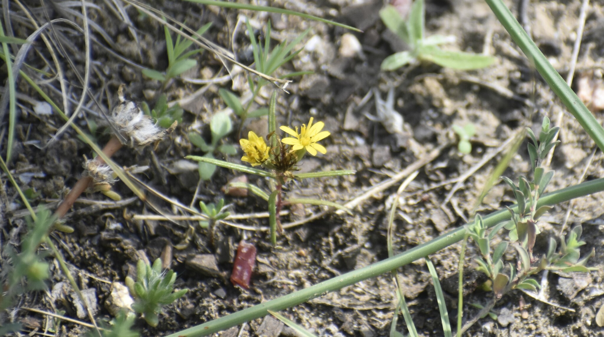 Pectis angustifolia Torr.