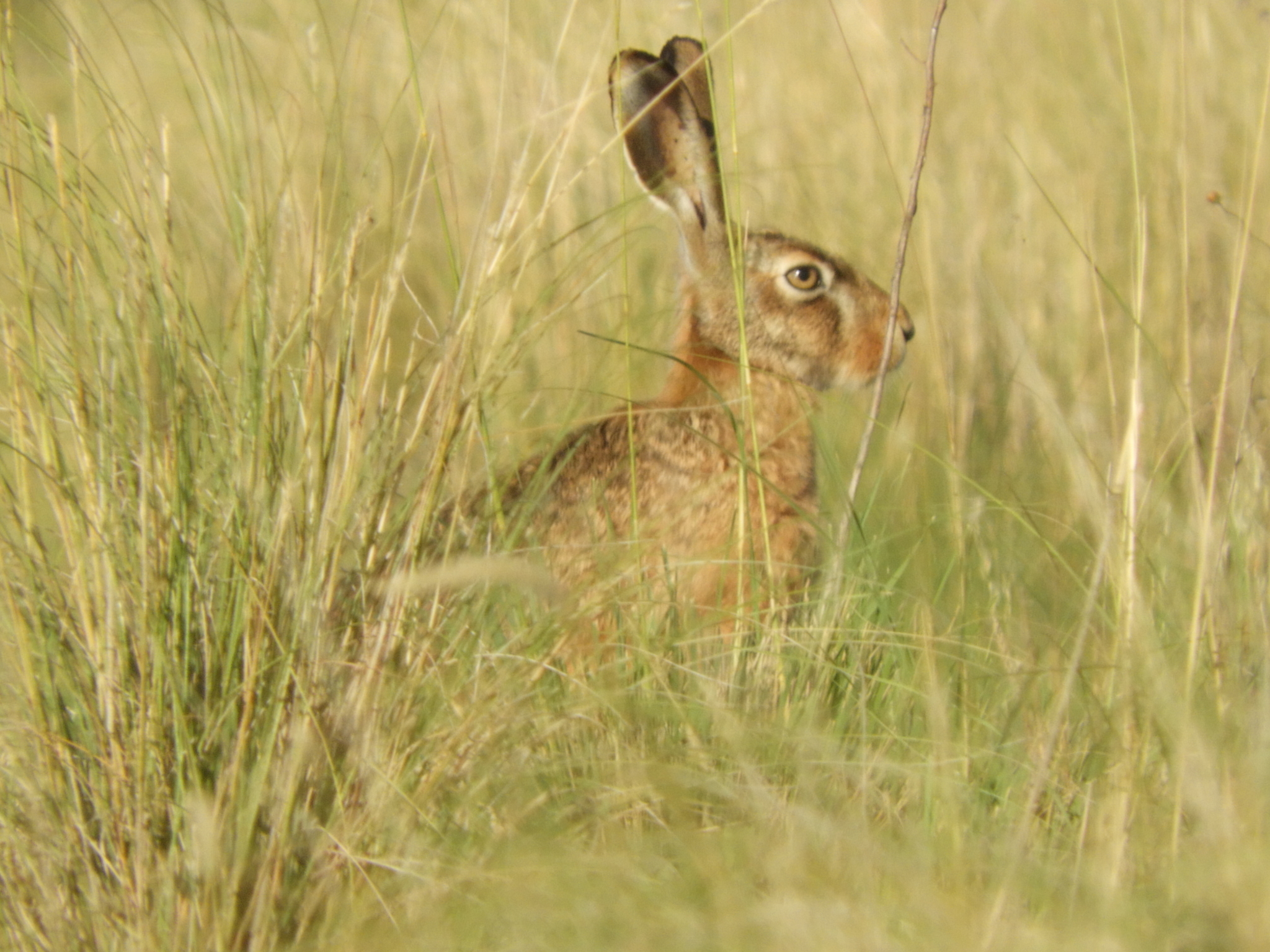 Lepus europaeus Pallas, 1778