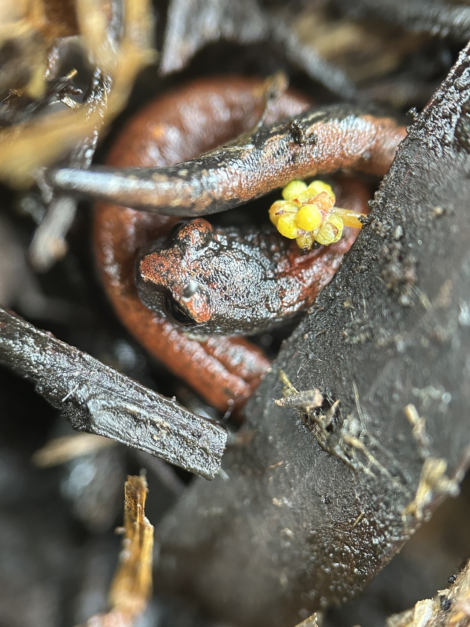 Batrachoseps nigriventris Cope, 1869