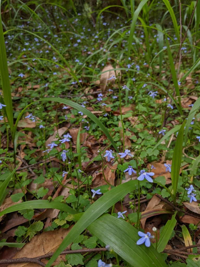 forest lobelia from G946+QW Mount Jerusalem National Park, Rowlands Creek NSW 2484, Australia on ...