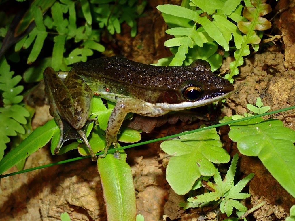 Nicobarese Frog from Dumaran, Palawan, Philippines on December 14, 2022 ...