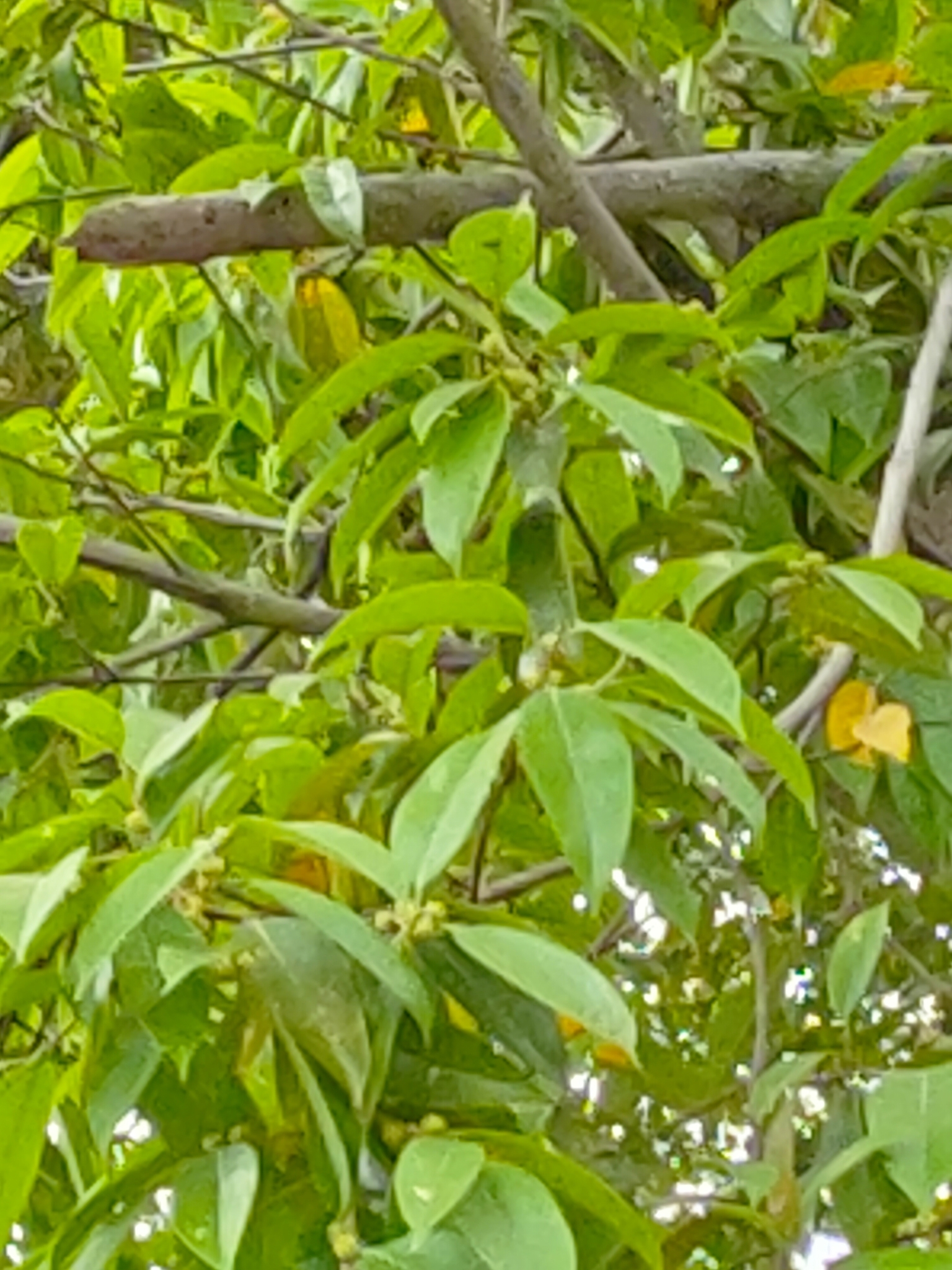 Ficus benghalensis L.
