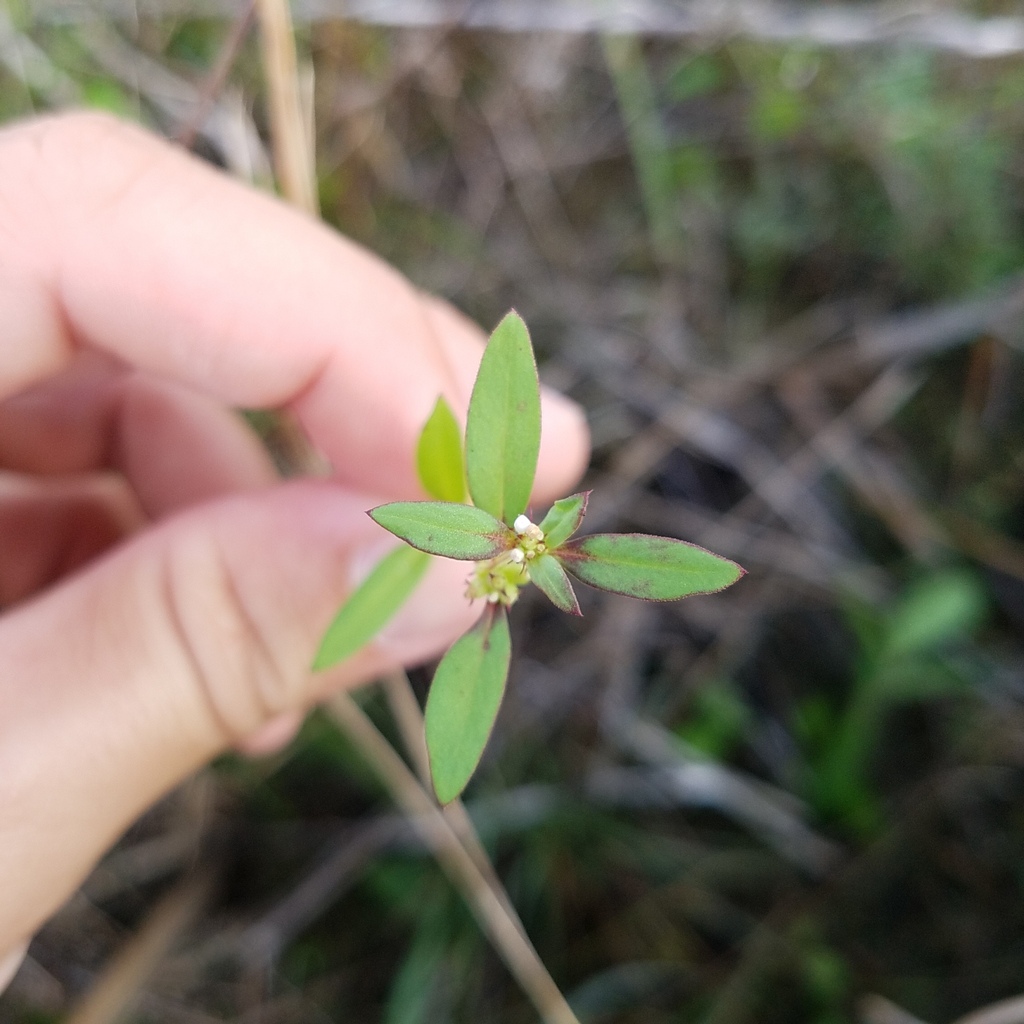 Spermacoce keyensis from Miami-Dade County, FL, USA on January 3, 2023 ...