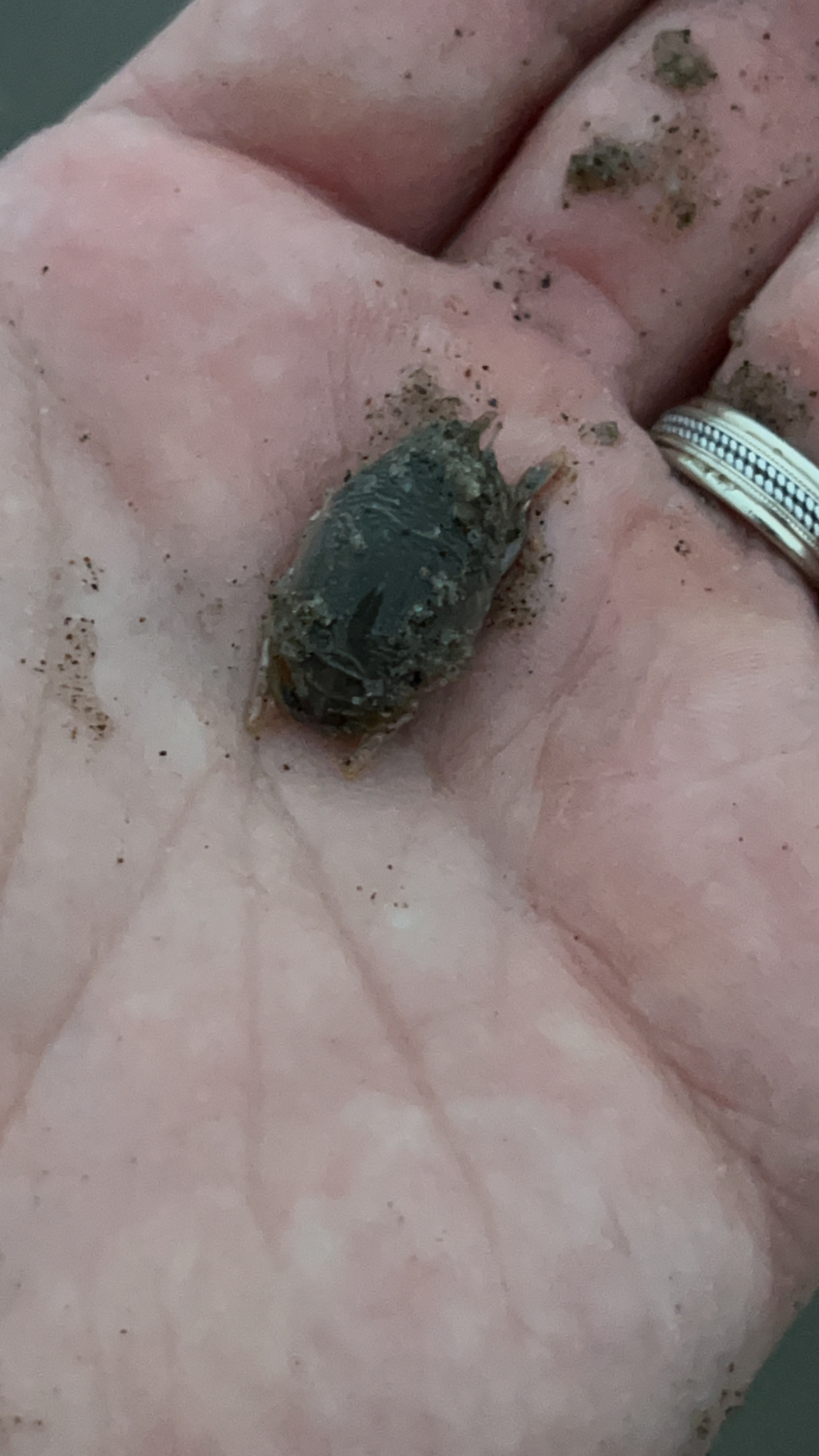 Emerita analoga (Stimpson, 1857)