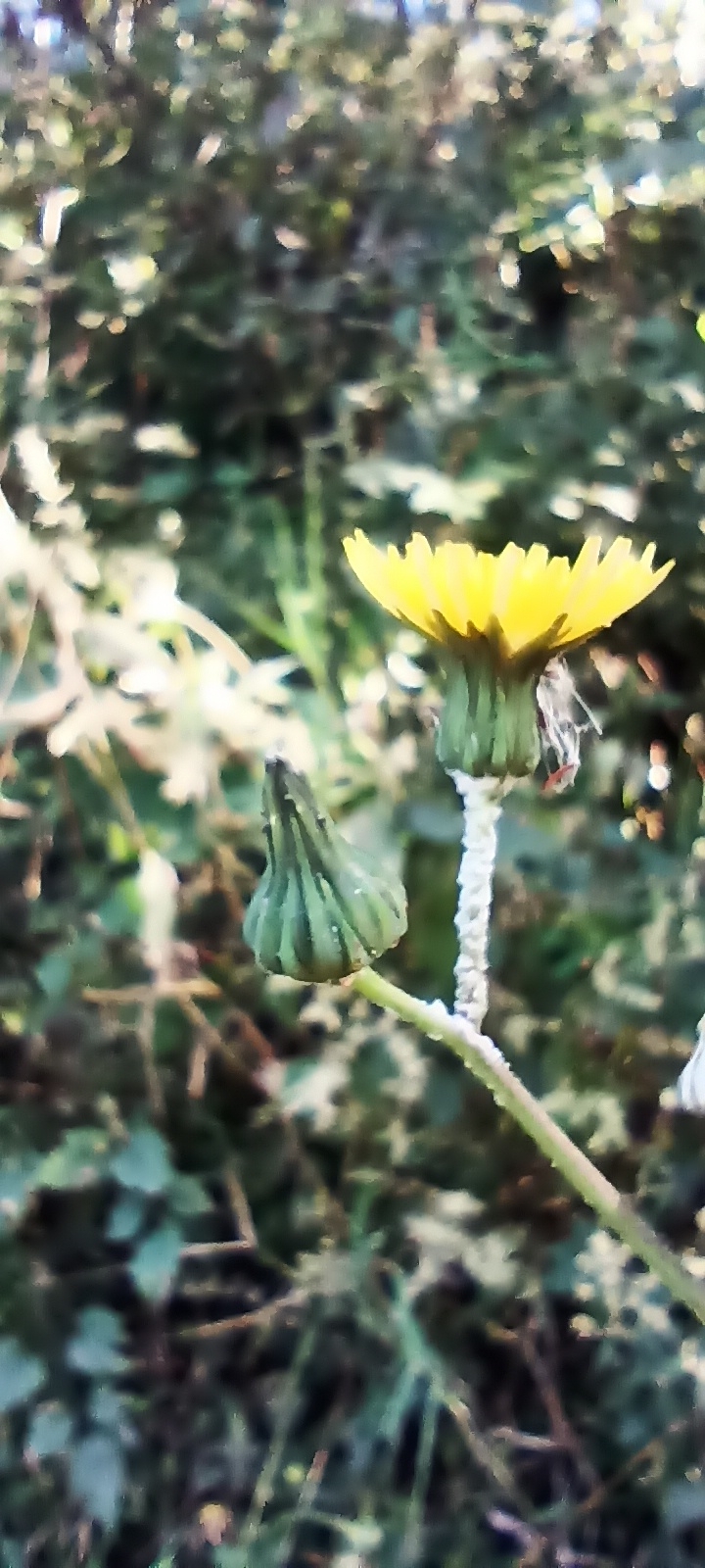 Sonchus oleraceus L.