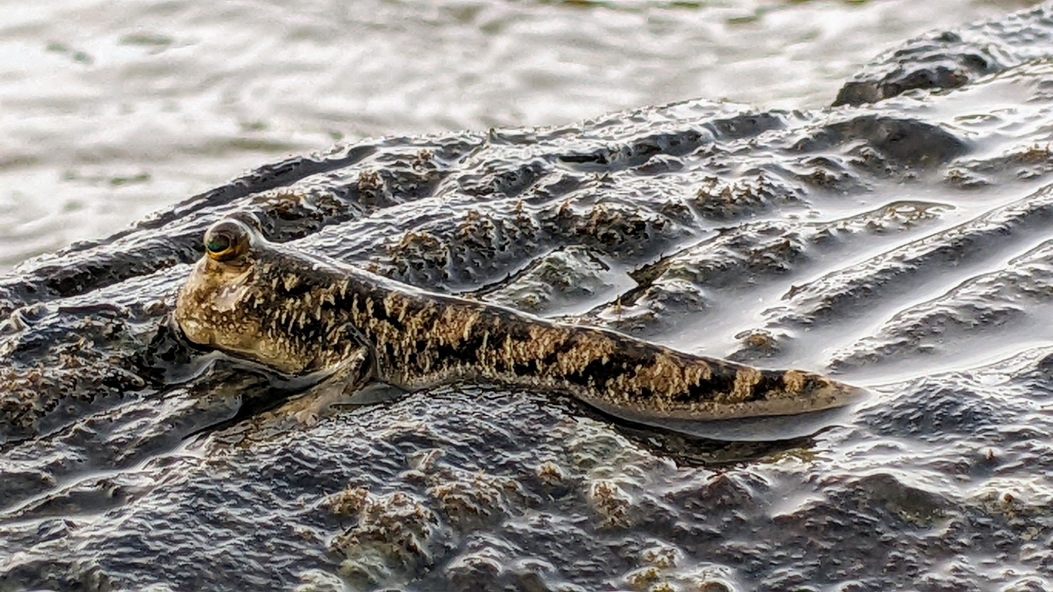 Periophthalmus modestus Cantor, 1842