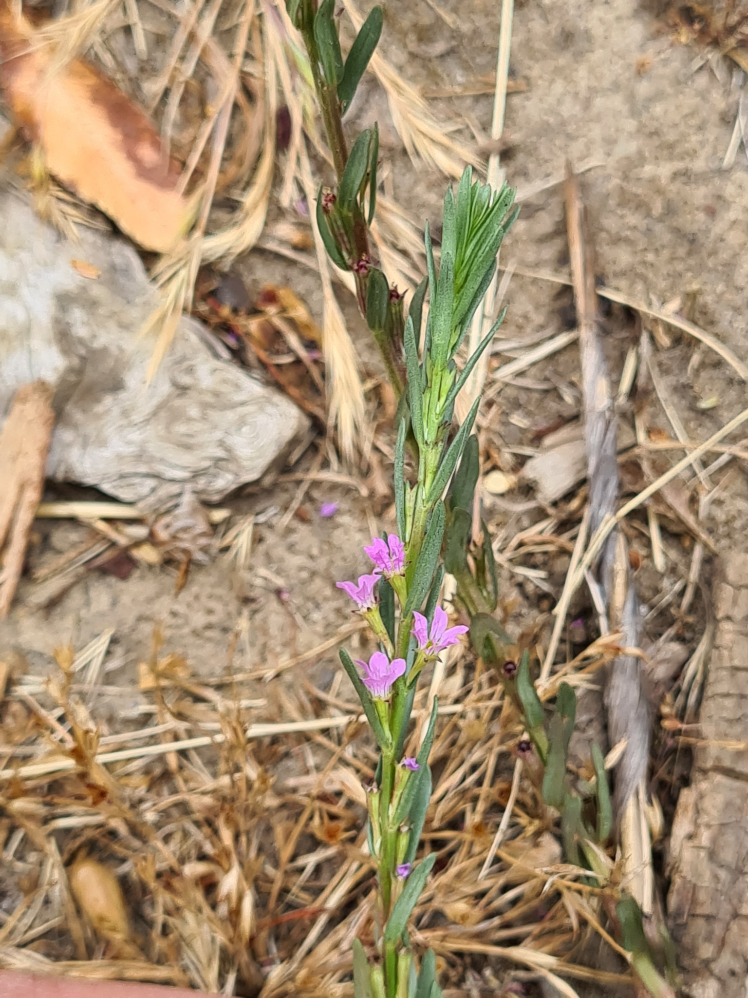 Lythrum hyssopifolia L.
