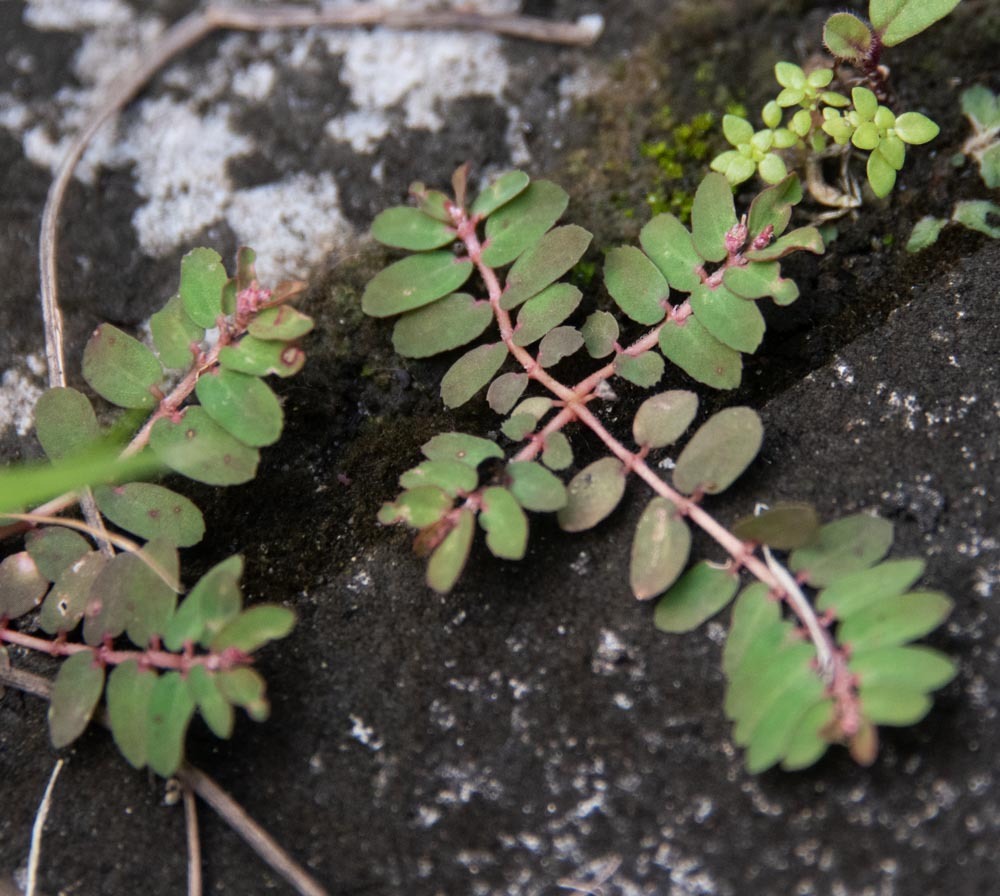 Euphorbia thymifolia L.