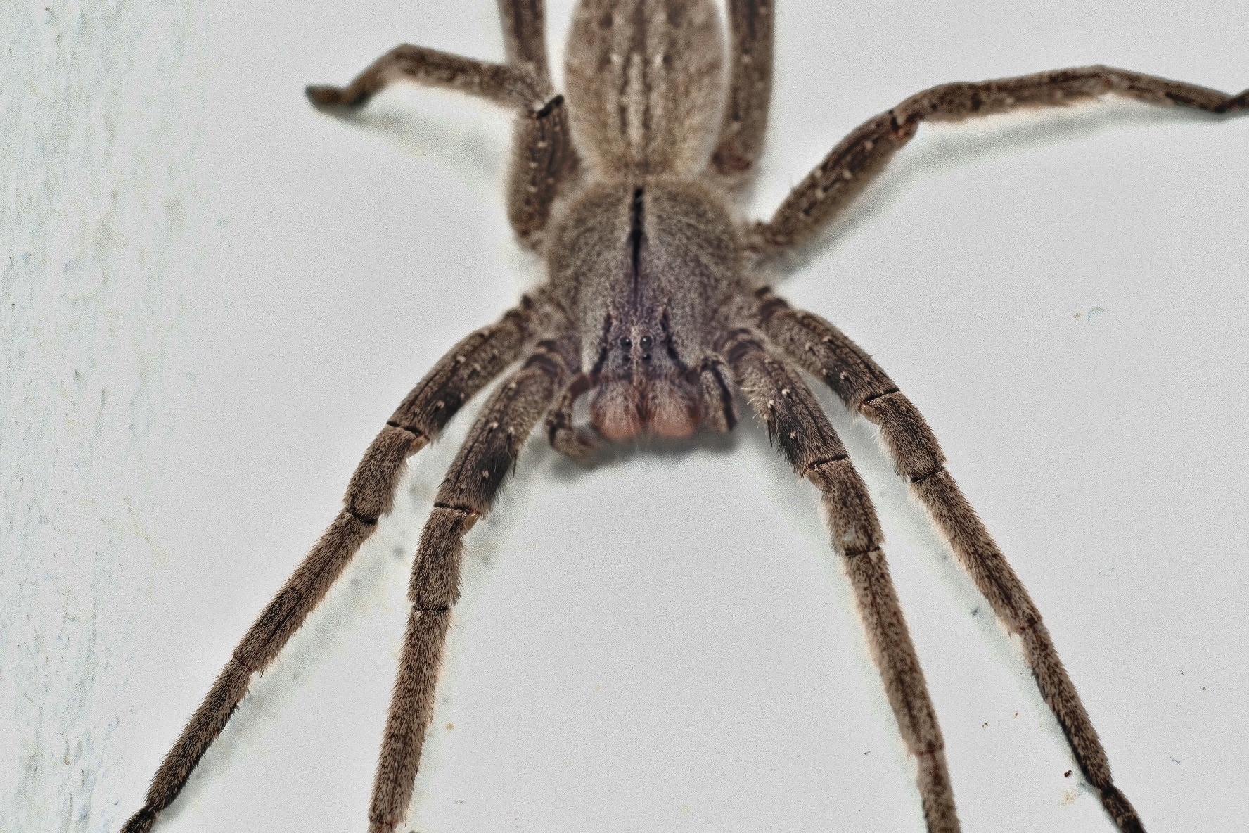 Phoneutria depilata (Strand, 1909)