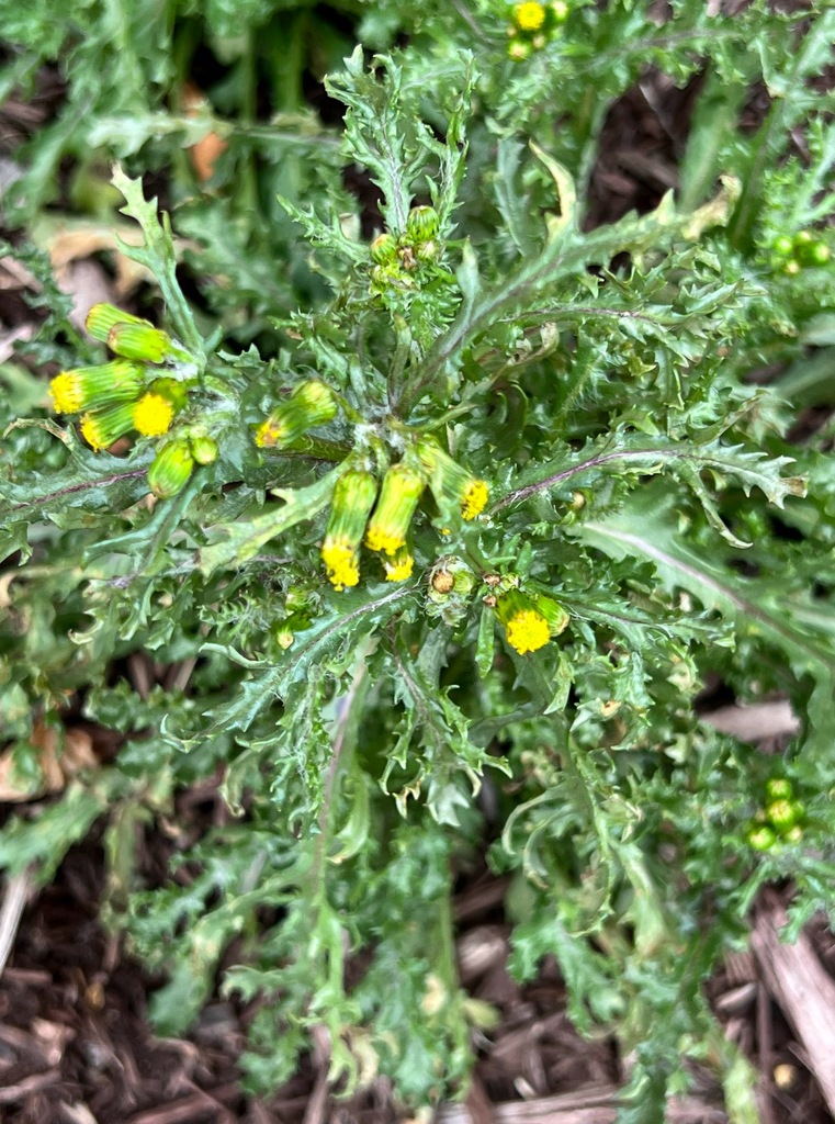 common groundsel from Lake Arbor, MD, USA on January 03, 2023 at 11:47 ...