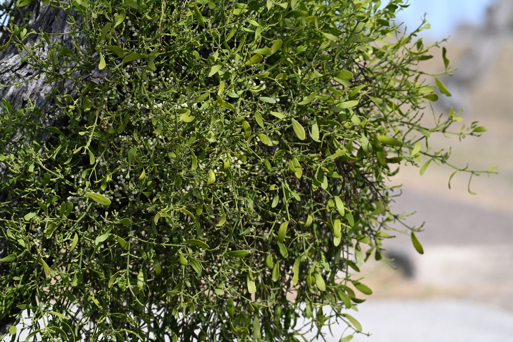 American Mistletoe from Kingsville, TX 78363, USA on January 3, 2023 at ...