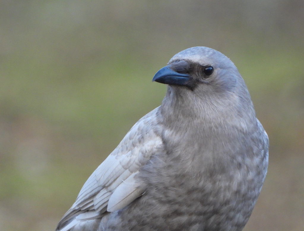 American Crow from Lake Dr, Chilliwack, BC, CA on January 03, 2023 at ...