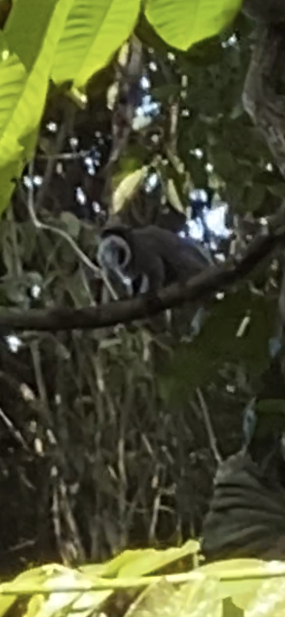 Saguinus imperator subgrisescens (Lönnberg, 1940)